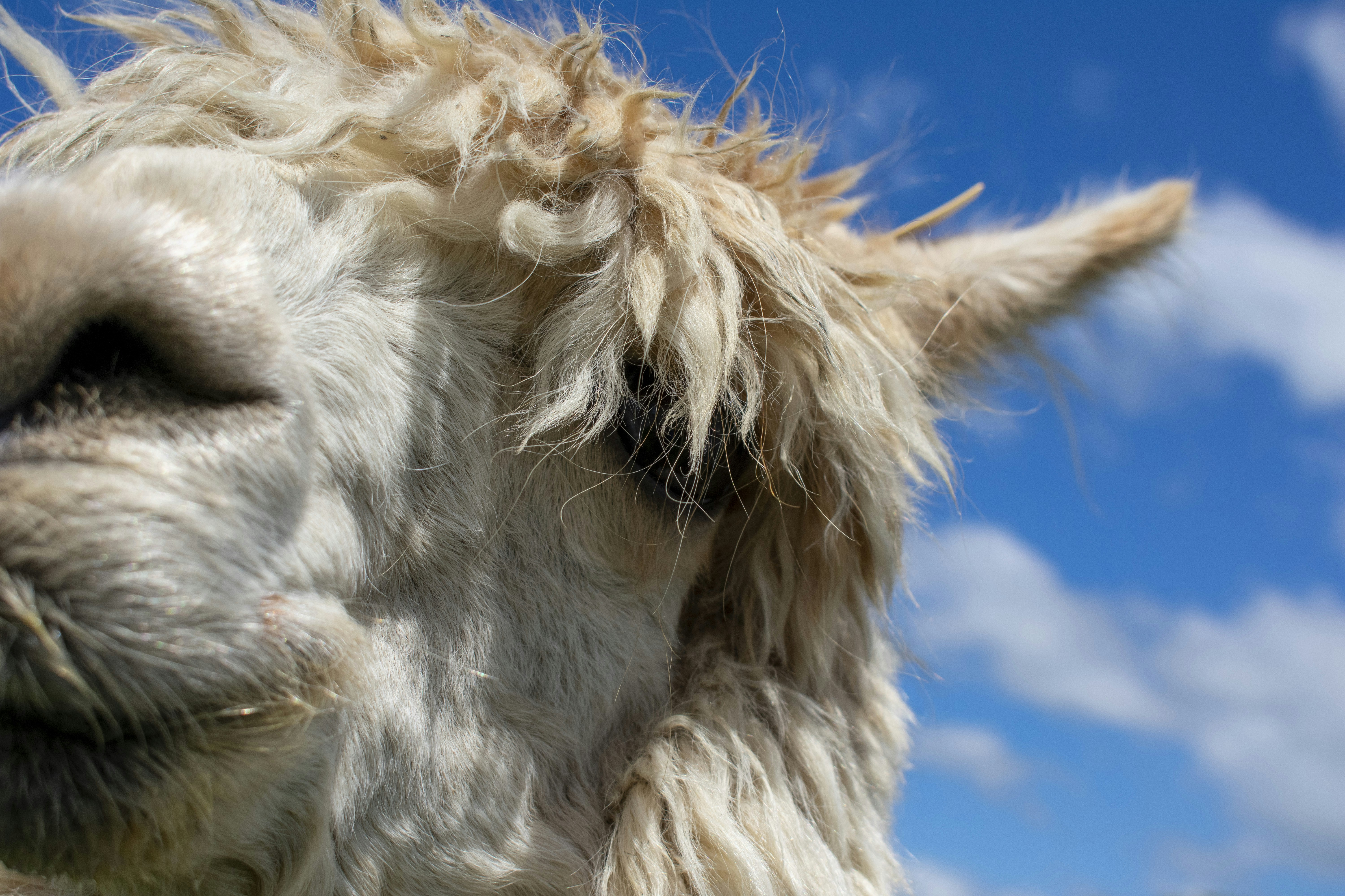 Close-Up Alpaca Portrait: Wool Texture Against a Bright Blue Sky