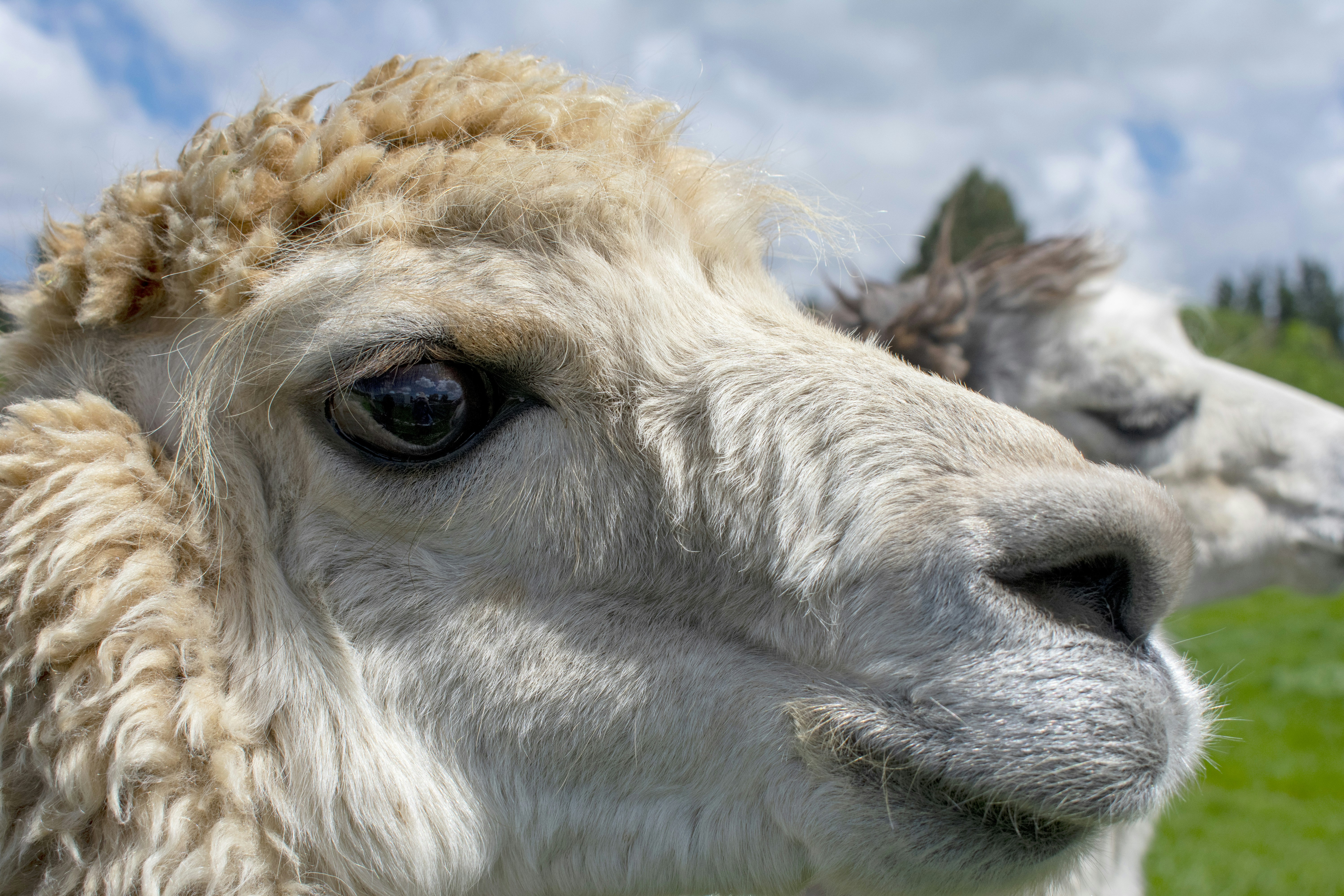 Gros plan d’un lama photo – Photo Animal Gratuite sur Unsplash