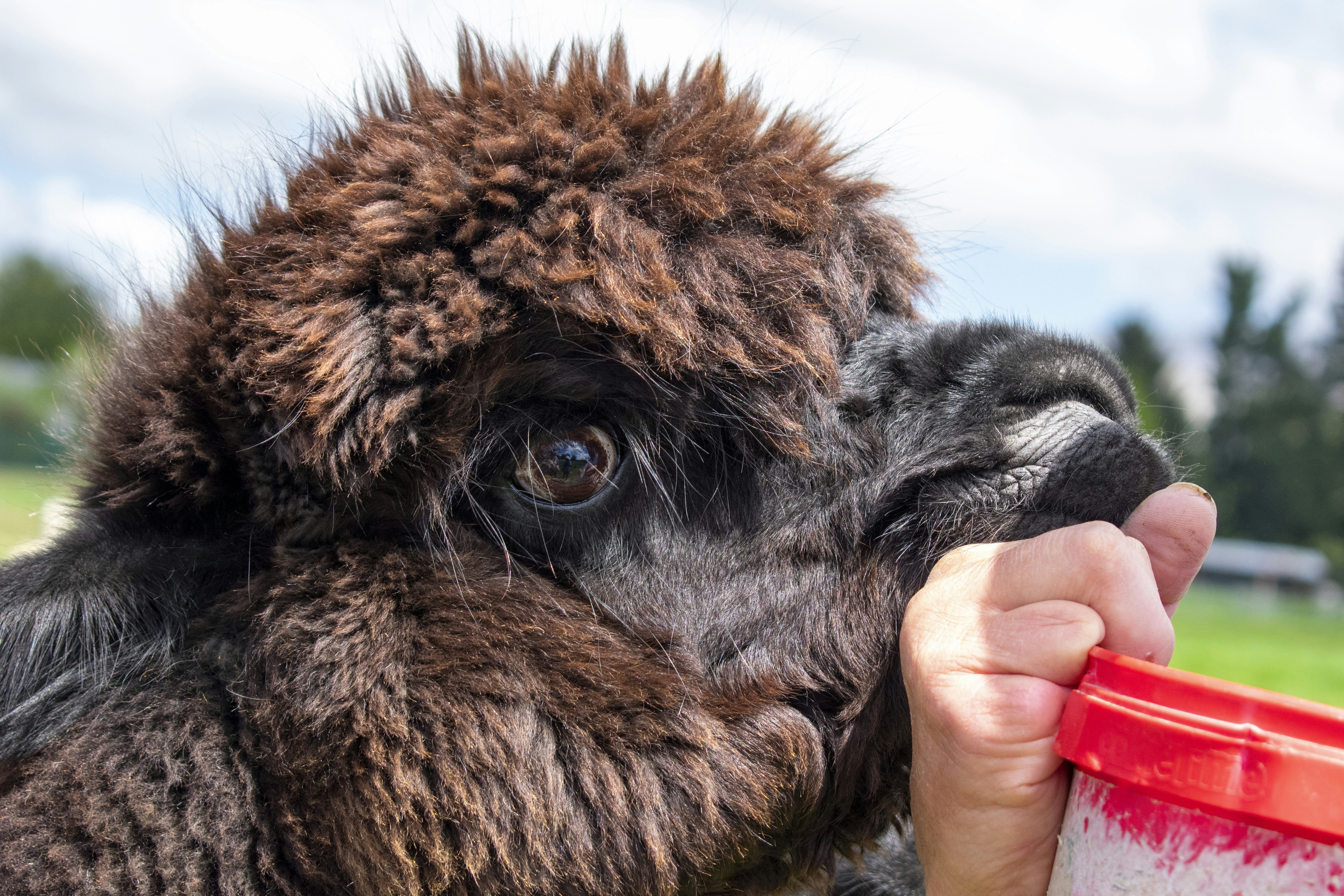 Nuzzling for a Sip: A Fluffy Alpaca's Close-Up Moment
