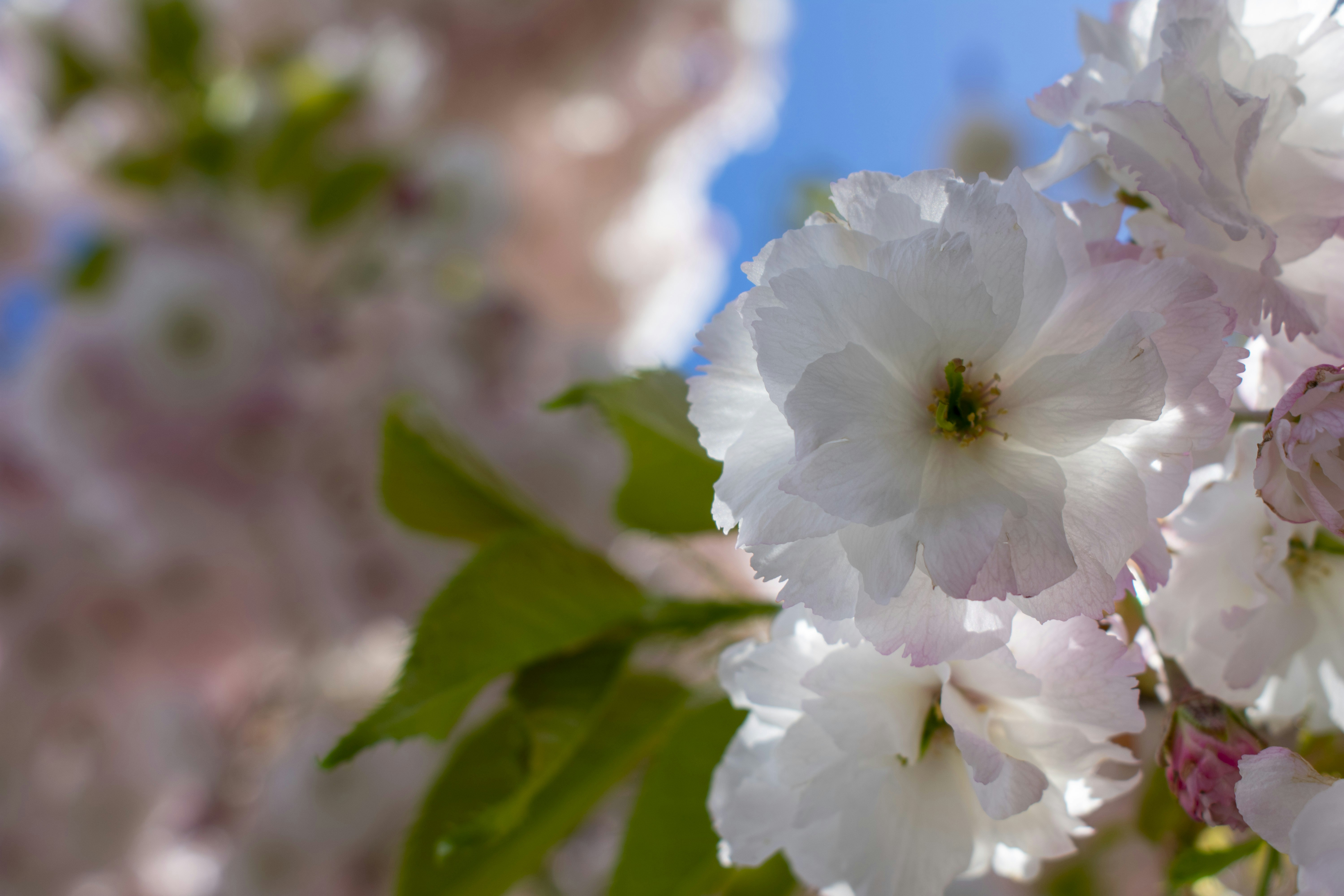 Sunlit Cherry Bloom: A Close-Up Portrait of Delicate Petals