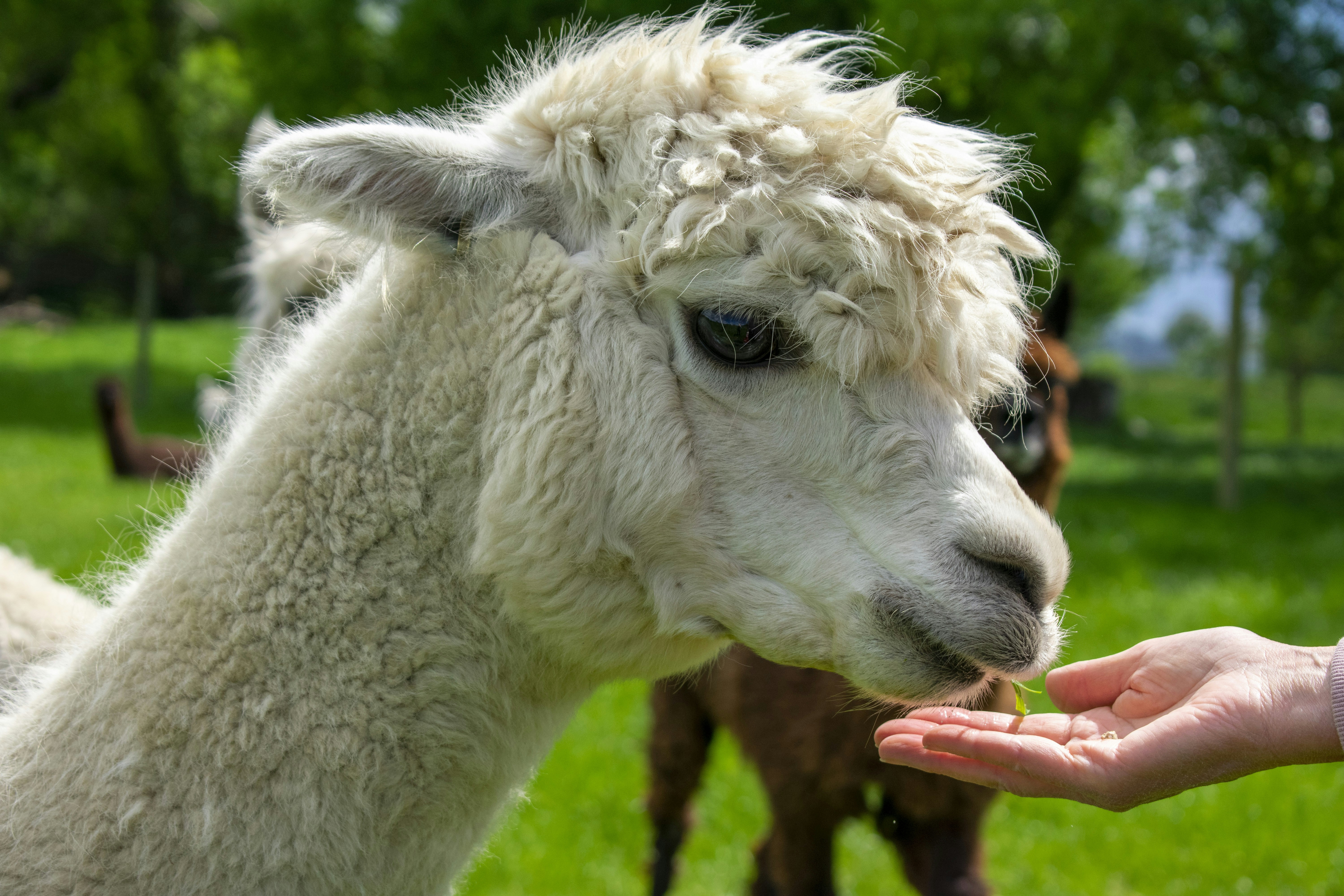 Foto zum Thema Eine Hand, die ein Lama berührt – Kostenloses Bild zu ...
