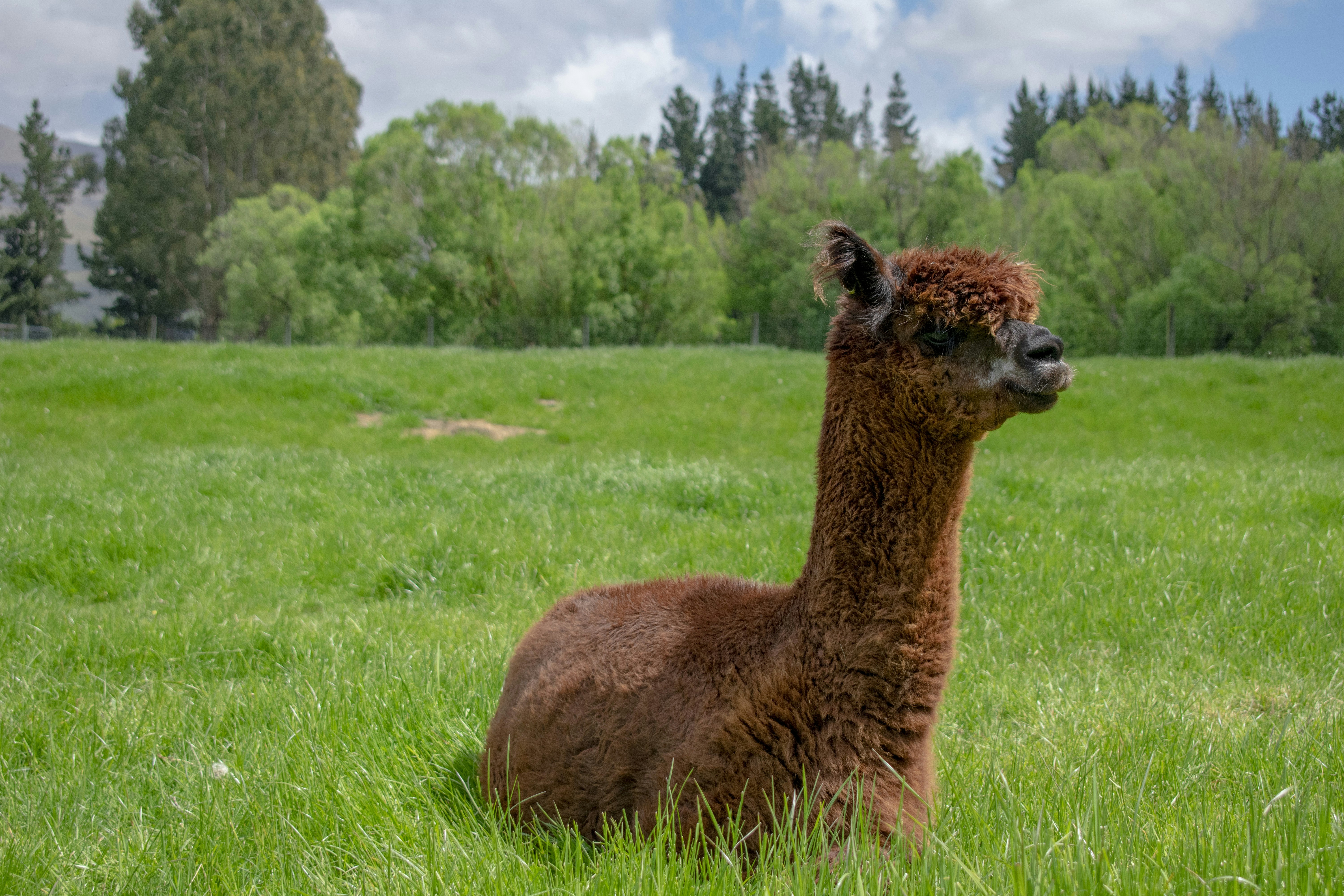 Lone Alpaca in a Lush Meadow Under a Striped Sky