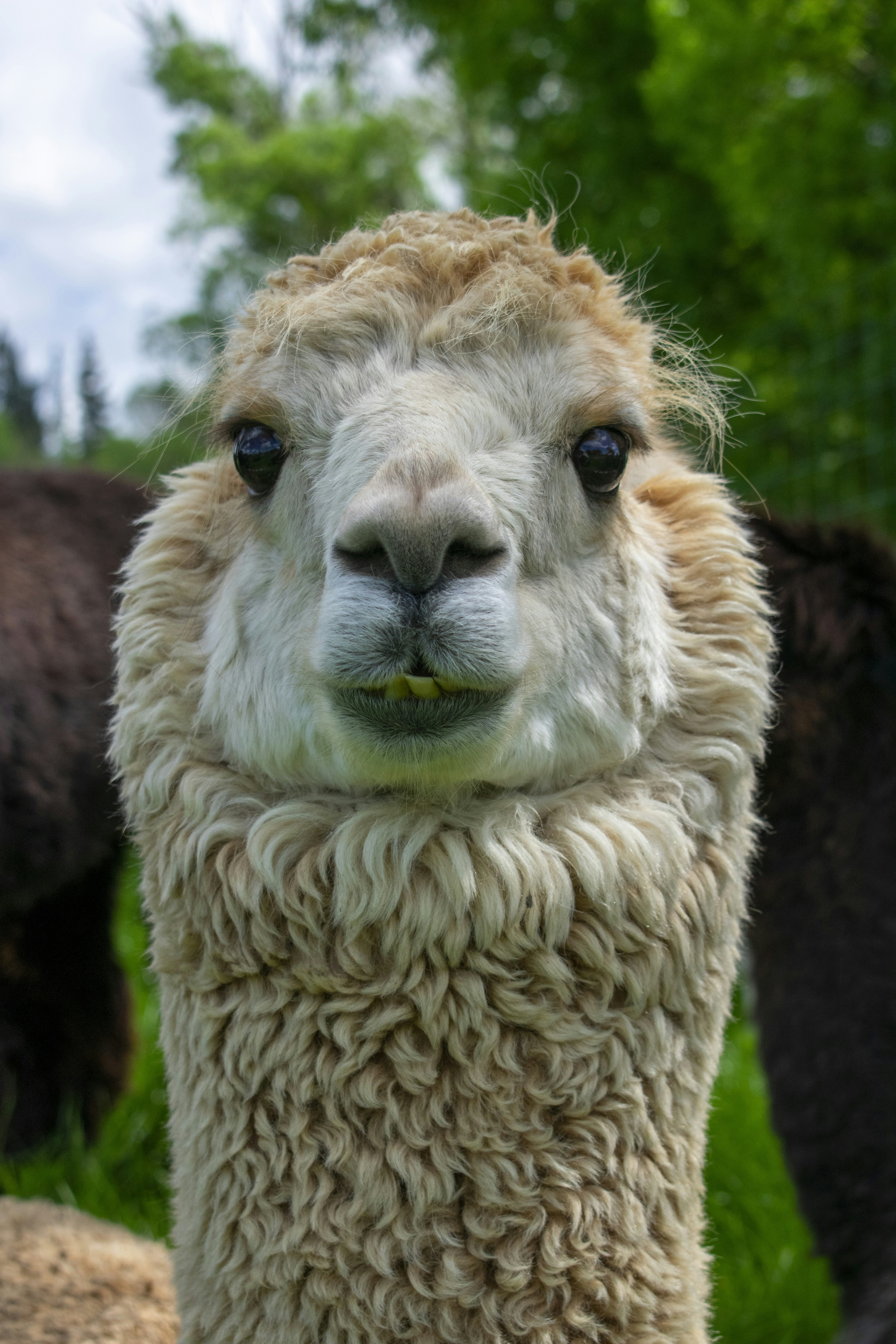 A close up of a llama photo – Free Animal Image on Unsplash