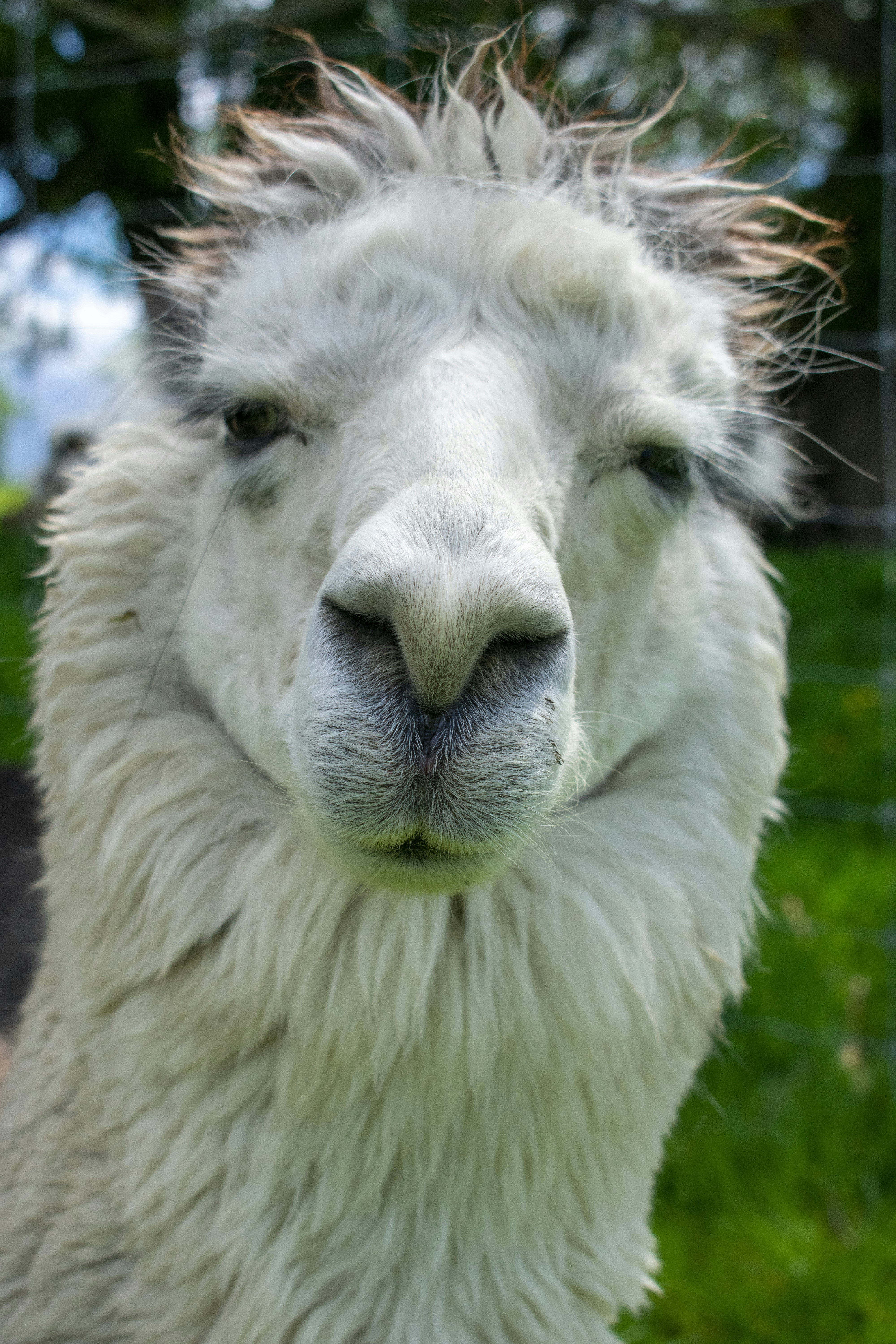 Un animal blanc à longue crinière photo – Photo Animal Gratuite sur ...