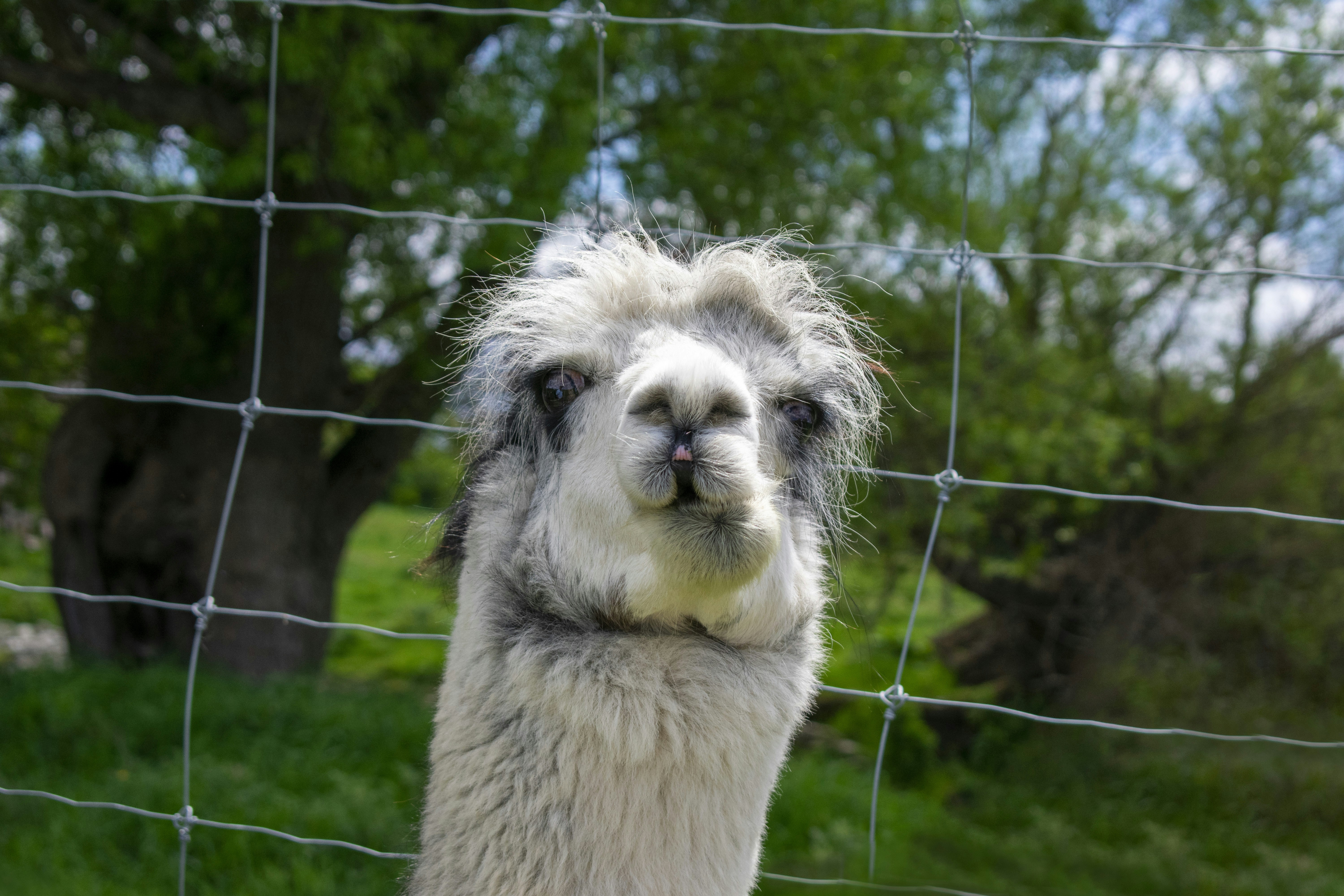 A white llama behind a fence photo – Free Animal Image on Unsplash