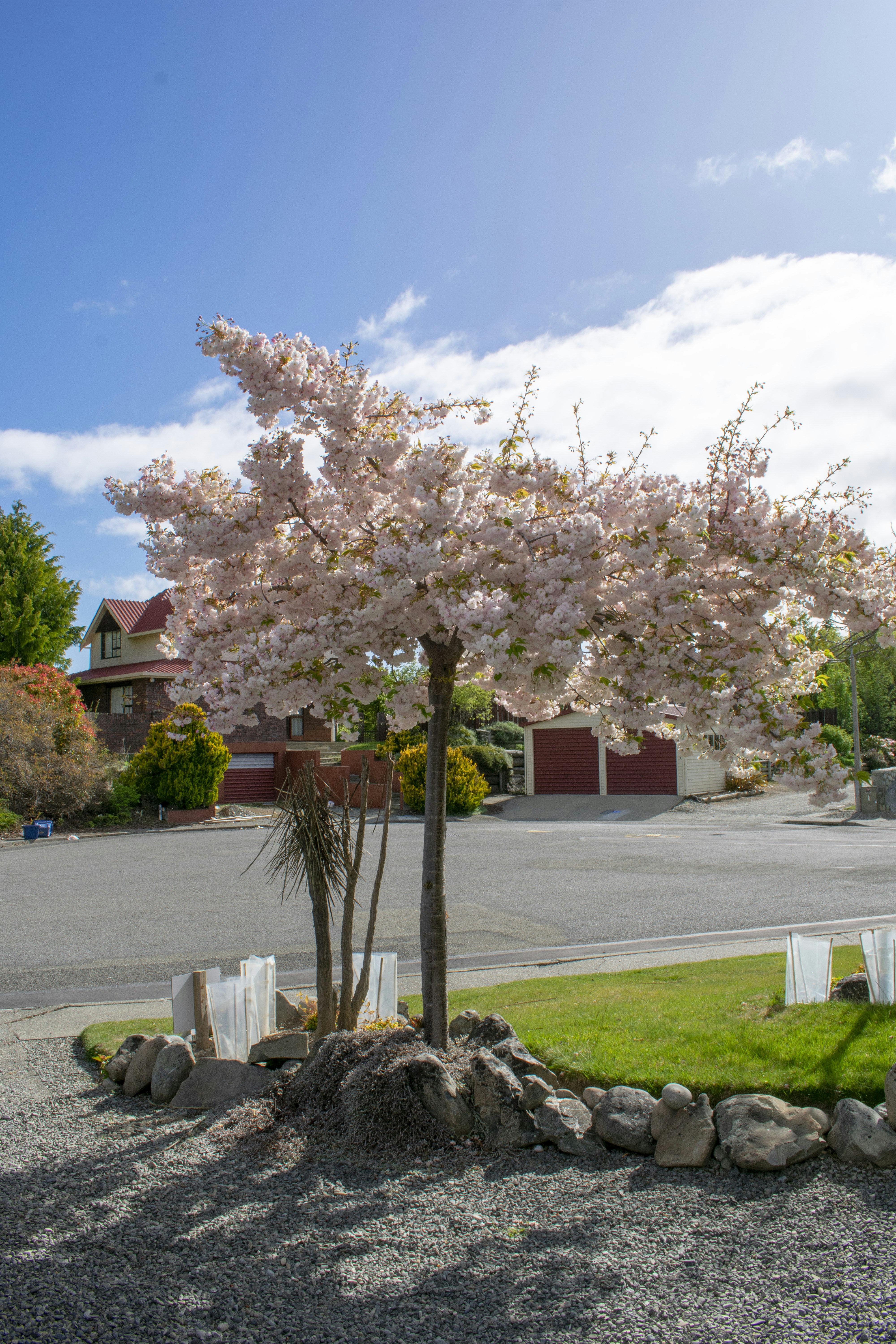 Un arbre aux fleurs roses photo – Photo Arbre Gratuite sur Unsplash