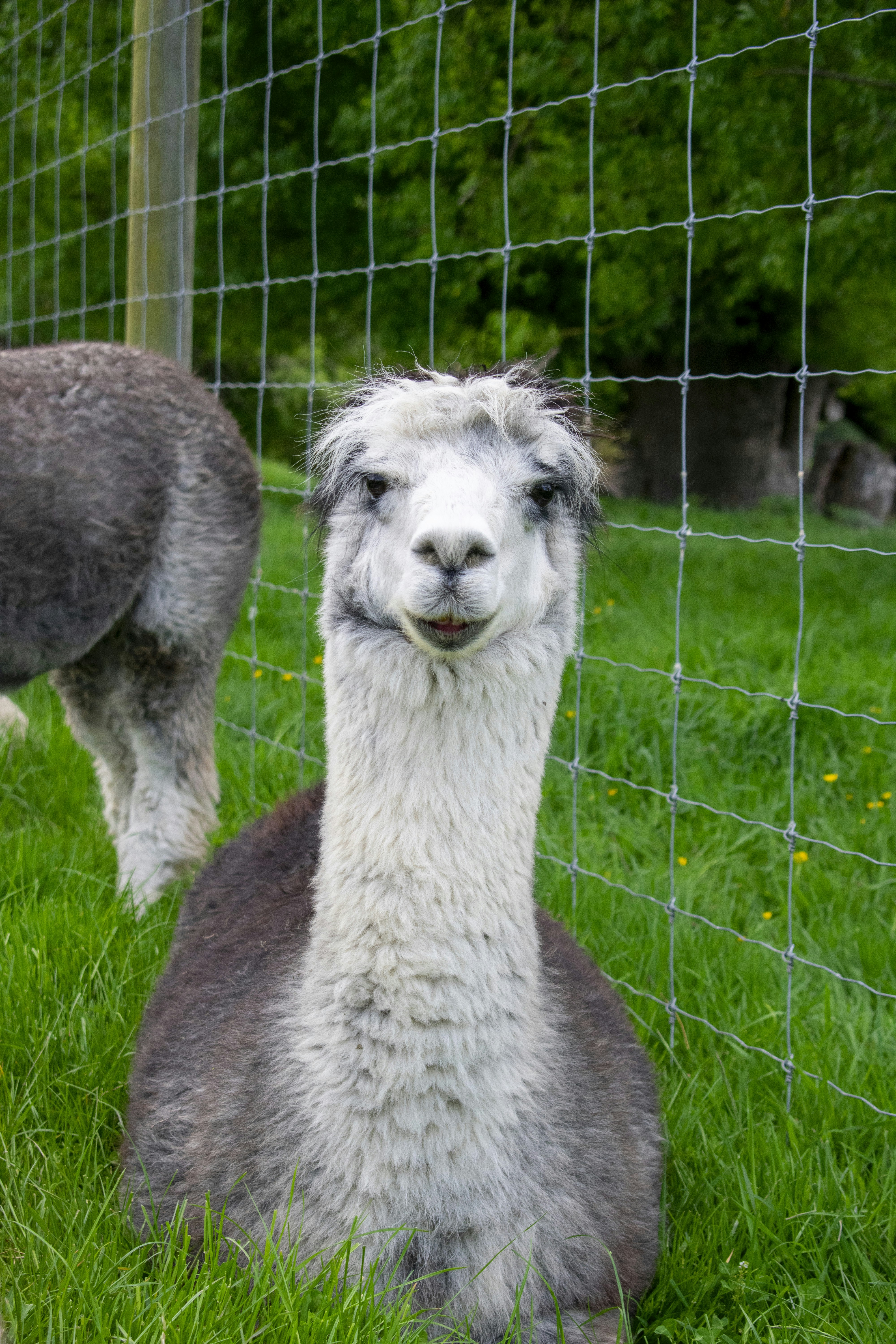 A white llama in a grassy area with a fence in the background photo ...