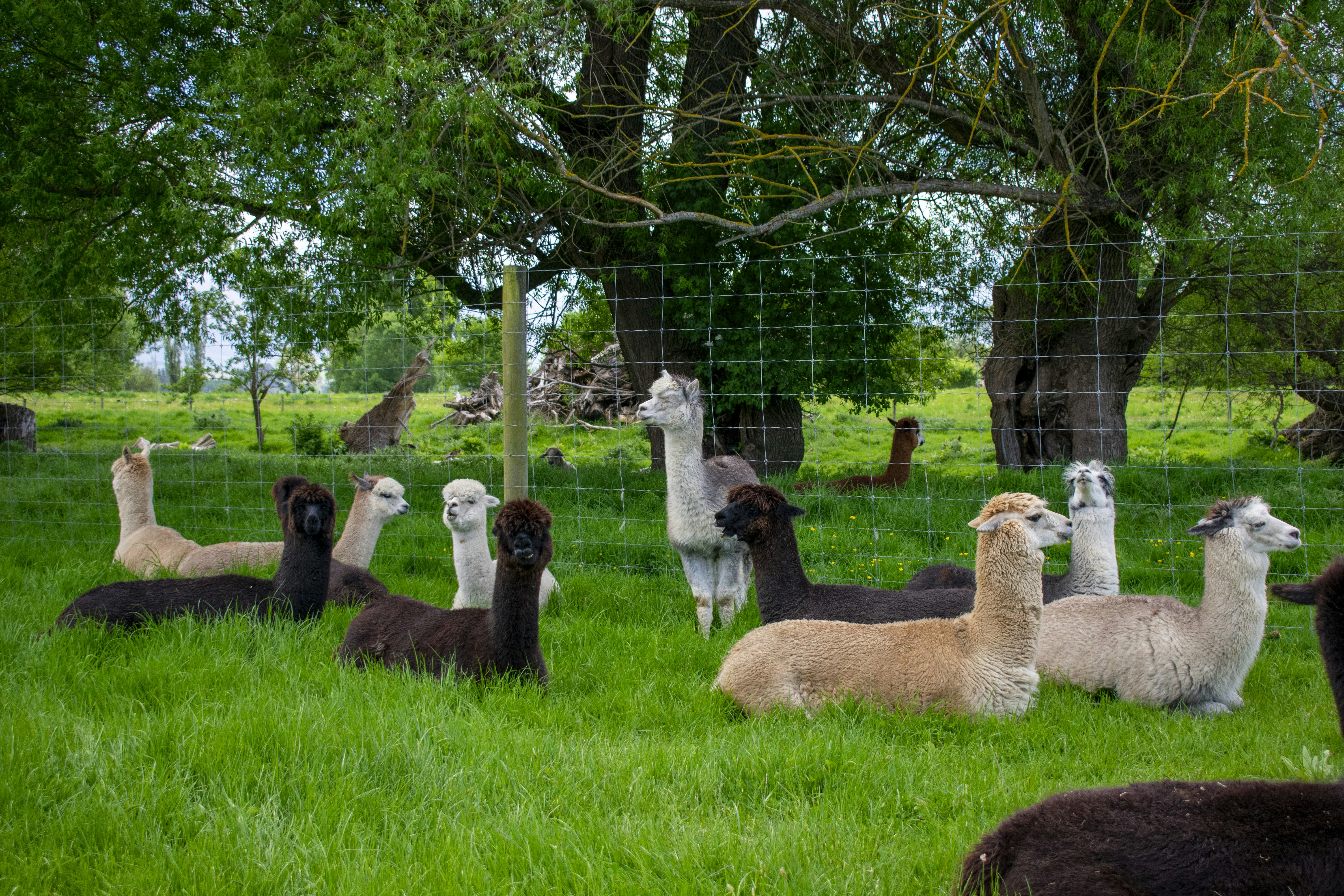 Pasture Assembly: Alpacas Gather Along a Wire Fence in Sunlit Green