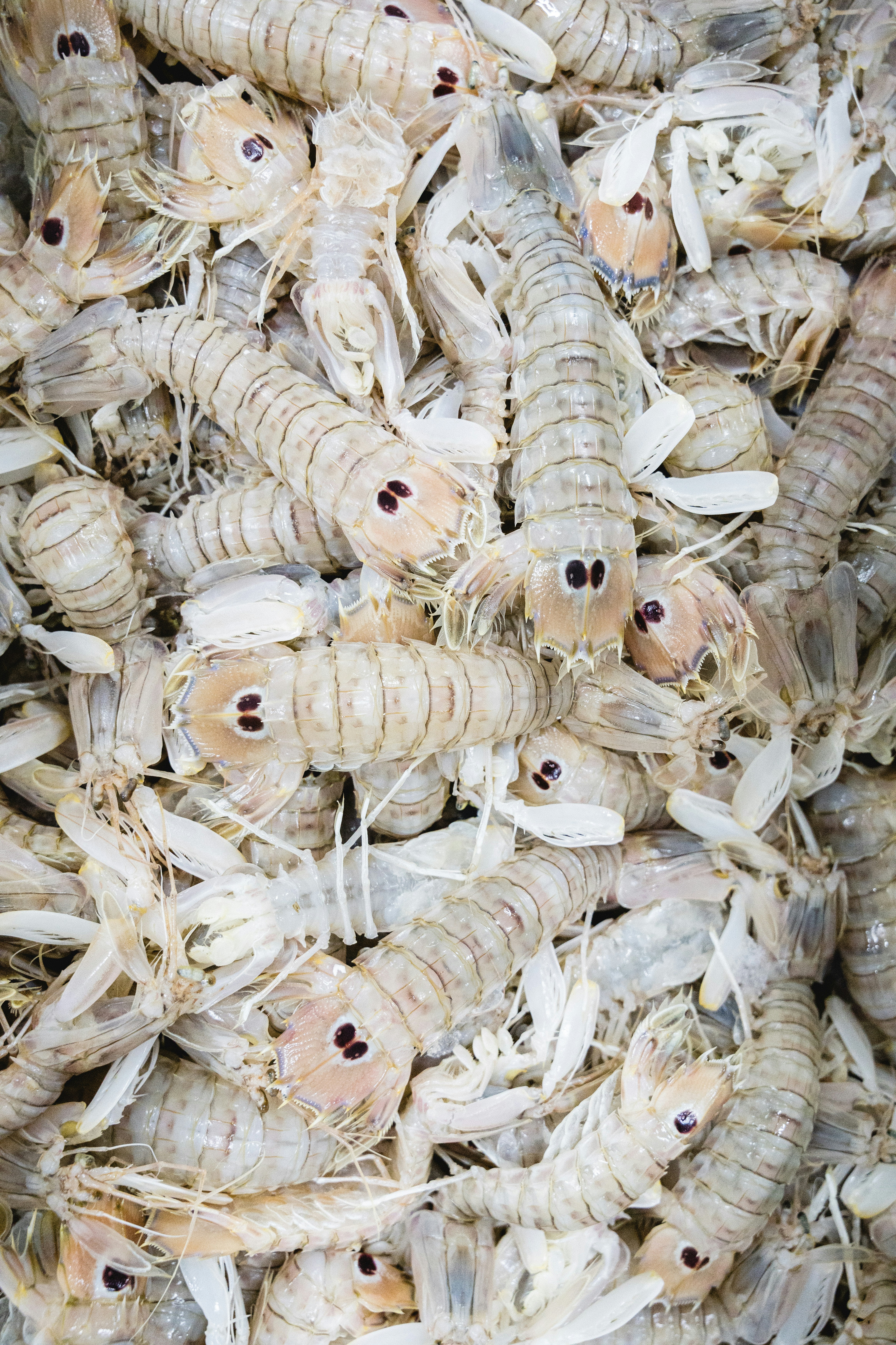 Pale Prawn Confluence: A Textural Close-Up of a Crustacean Heap