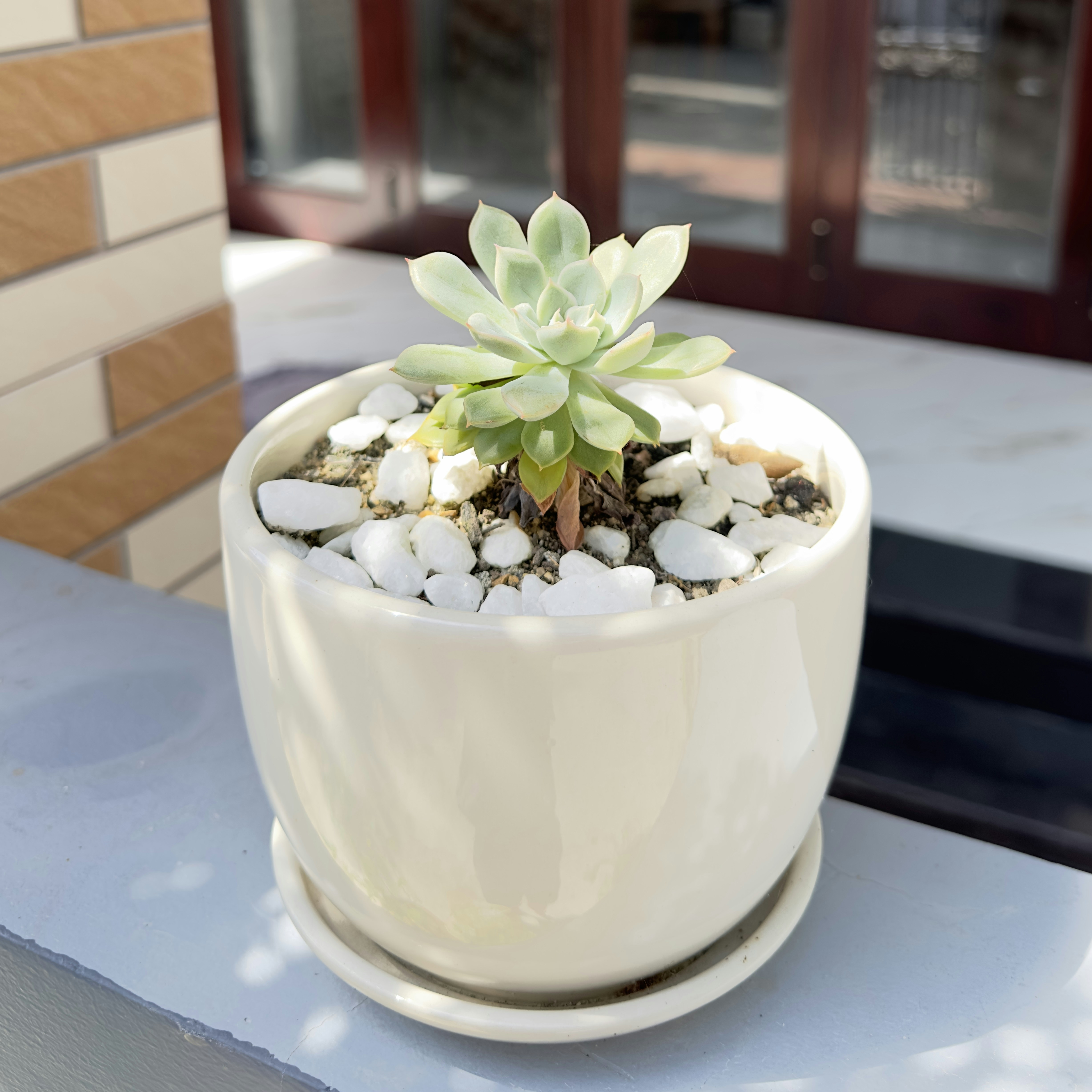 Pebble-Crowned Succulent in a Minimal White Pot on a Quiet Balcony
