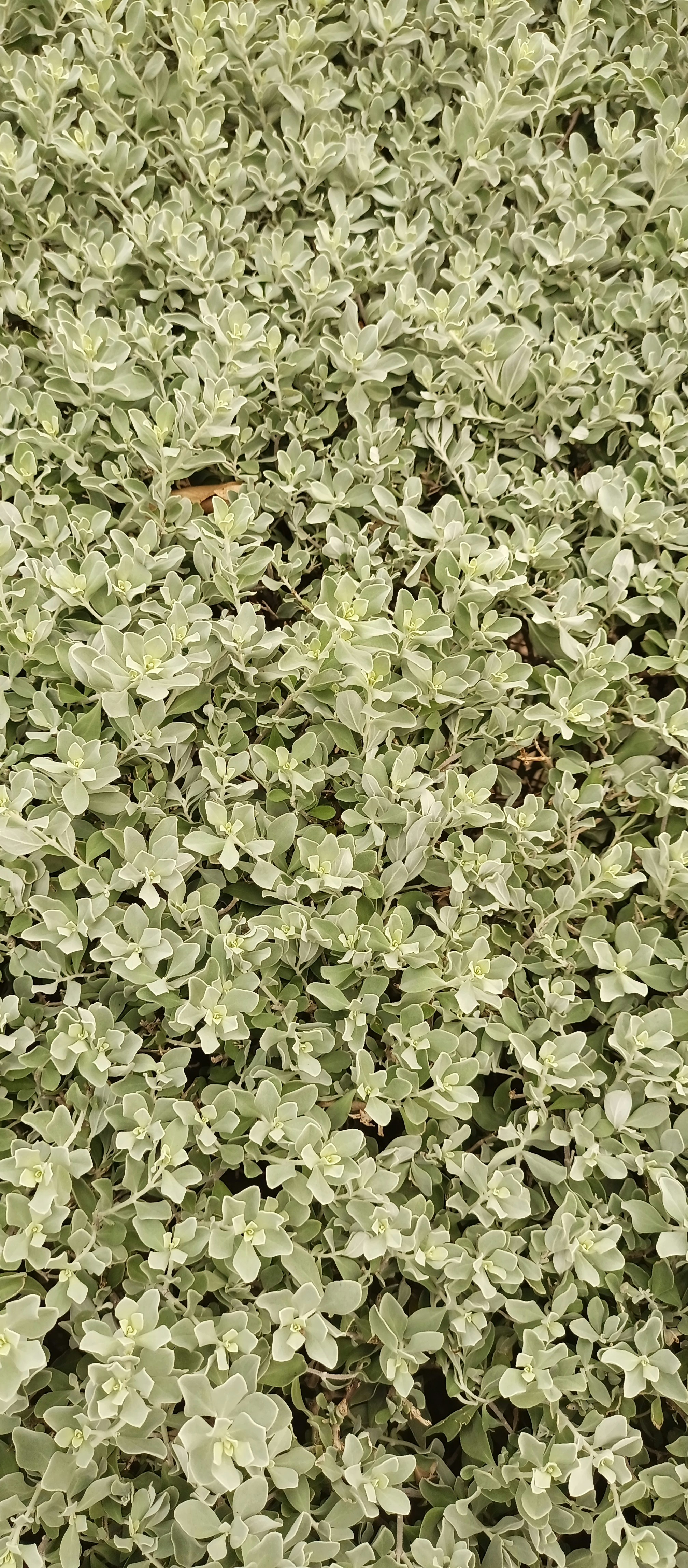 Lush green foliage densely packed, showcasing various shades and textures of leaves. The intricate arrangement creates a natural carpet effect.