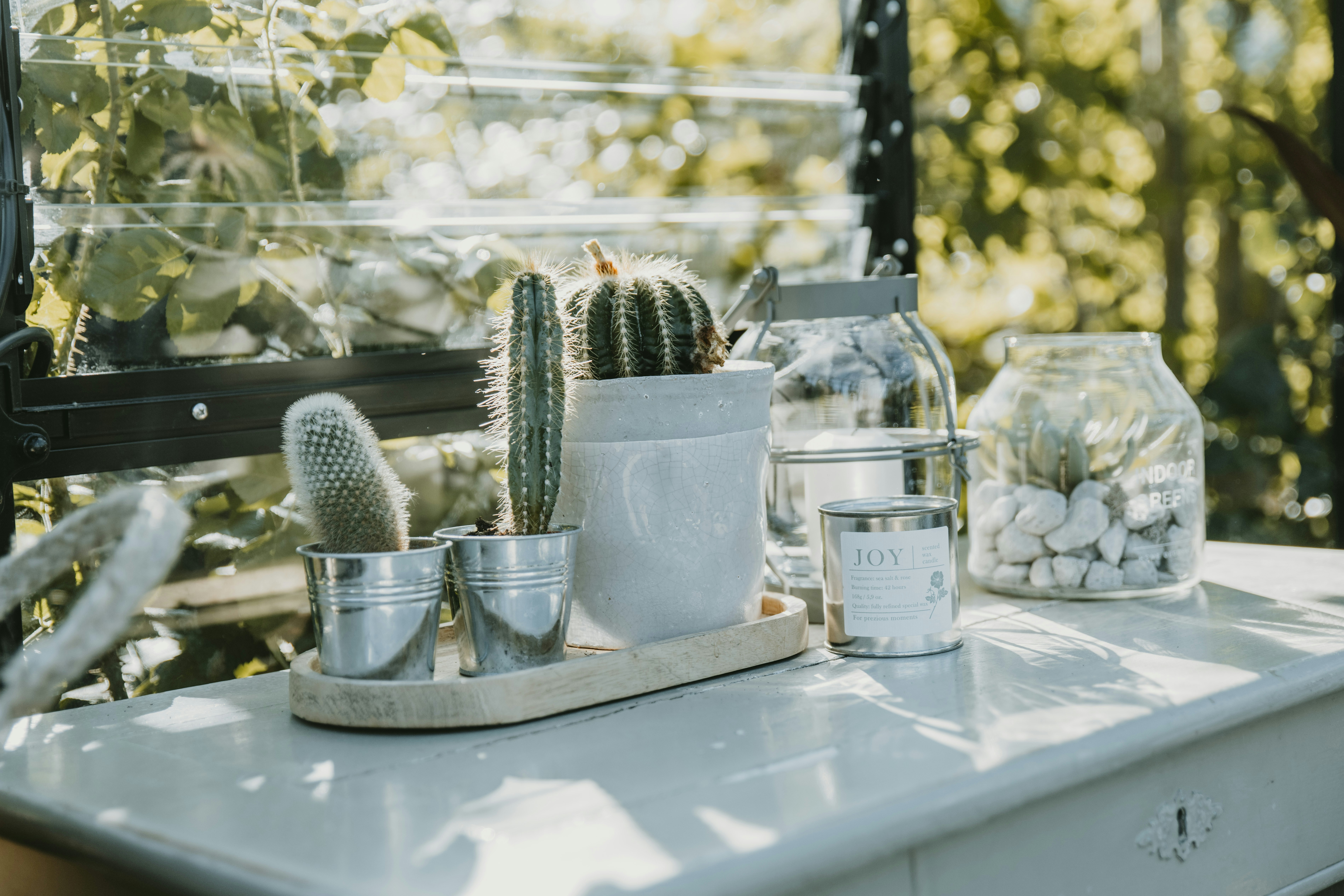 Sunlit Succulents and Studio Jar on a White Work Surface
