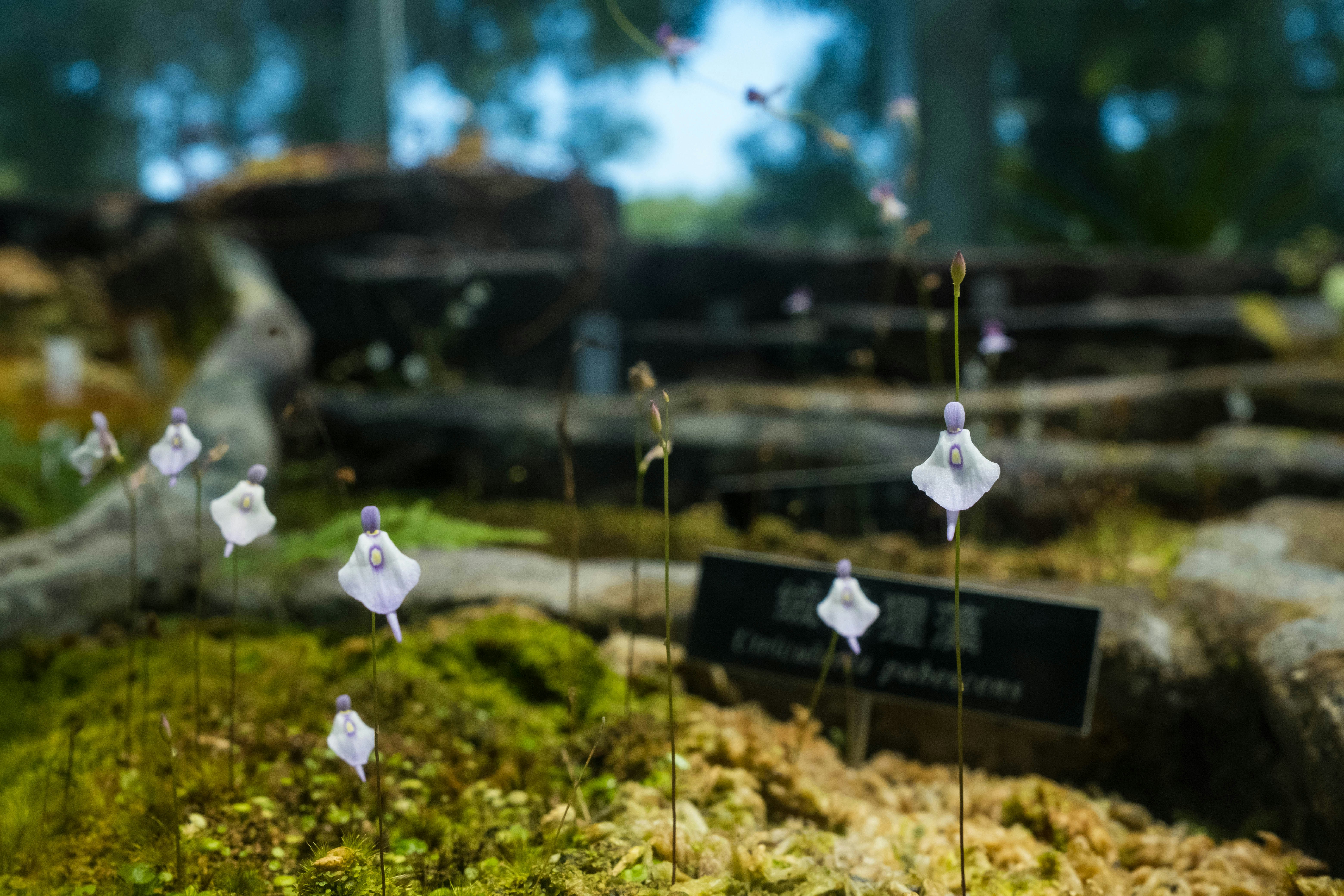 Photo by Shuyu Huang with Fujifilm X100V