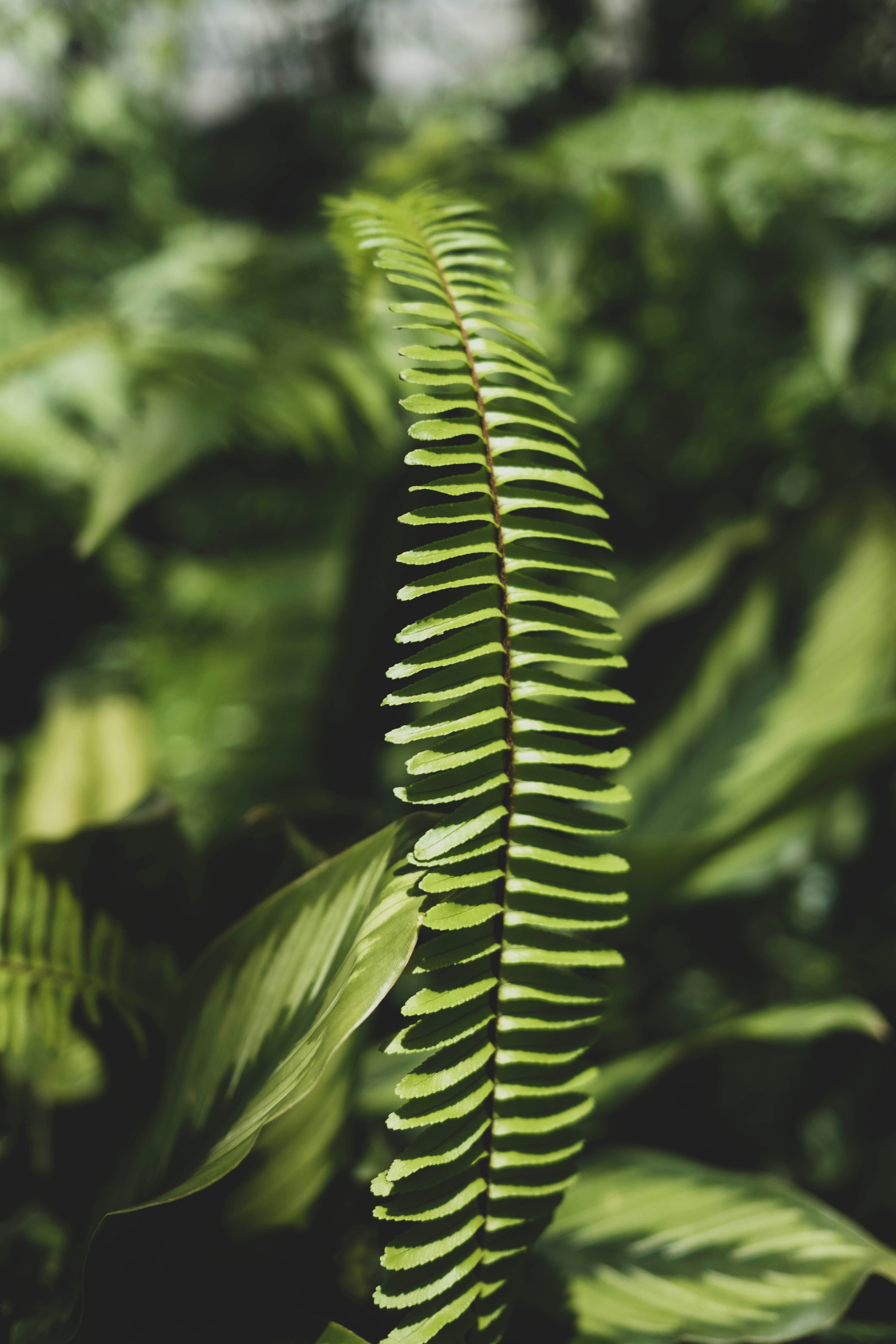 Photo by Shuyu Huang with Fujifilm X100V