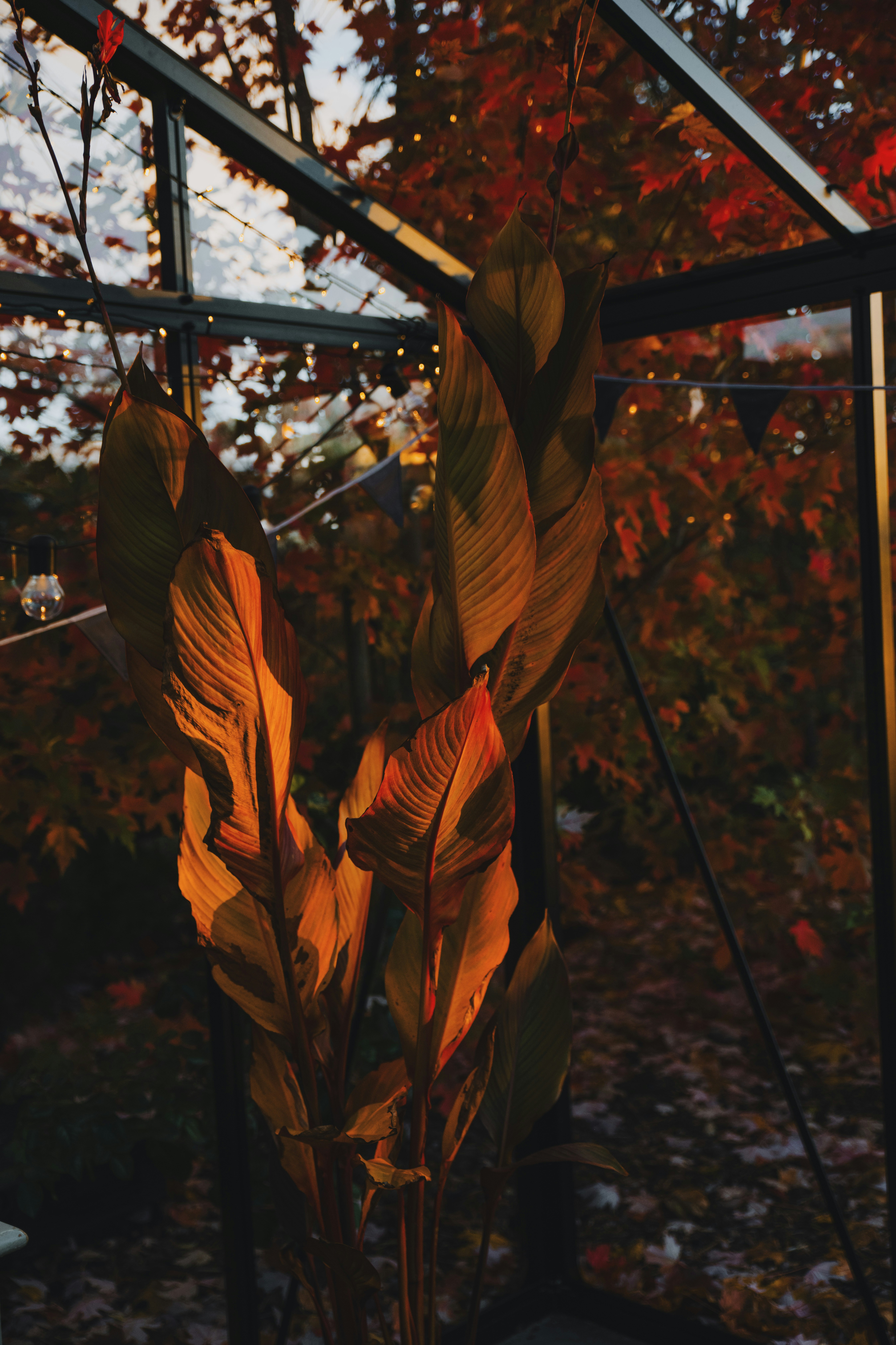 Amber Foliage Framed by Glass: Autumn Light in a Conservatory