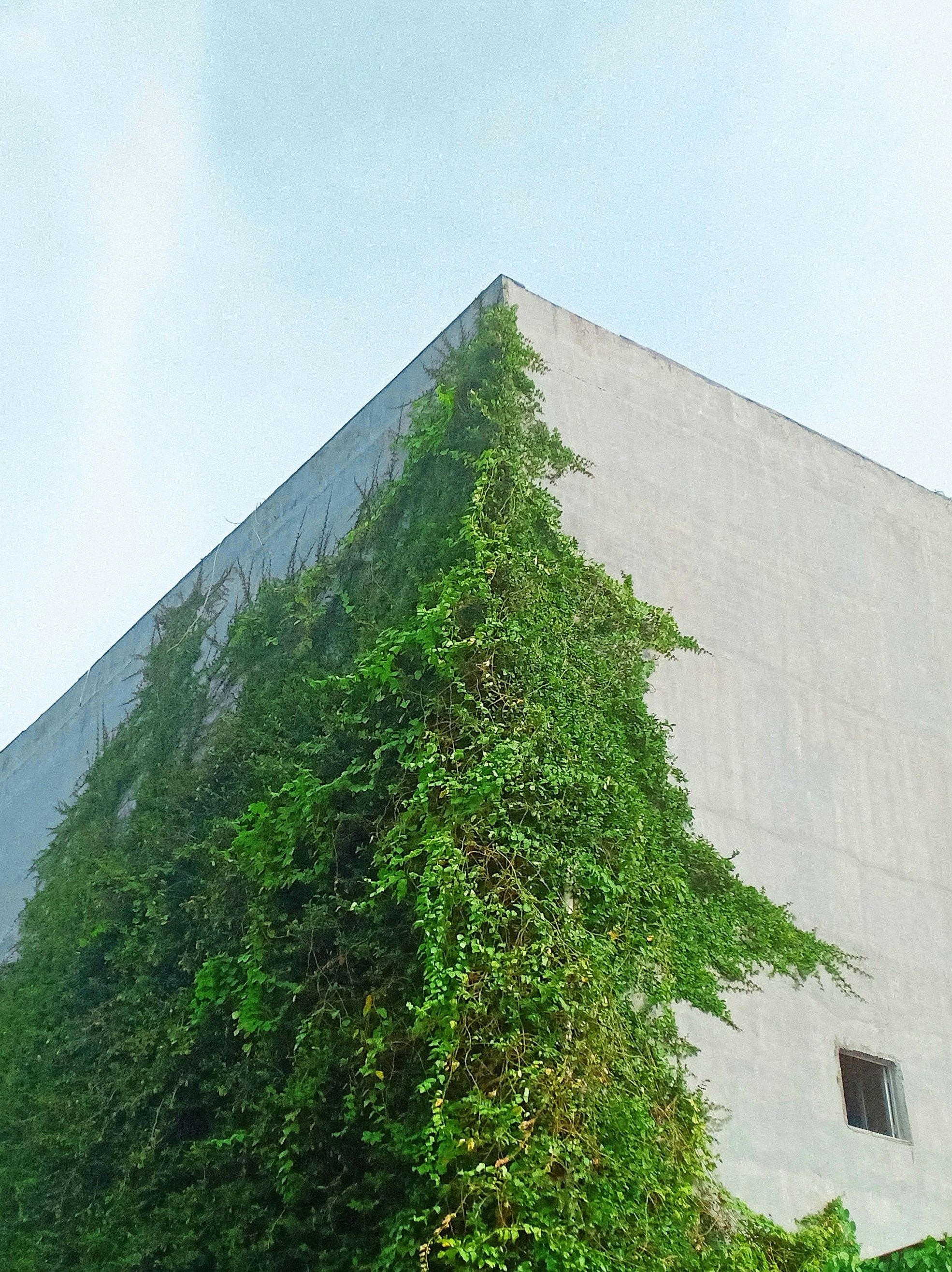 Vibrant green ivy climbing a stark, modern concrete wall under a clear sky.