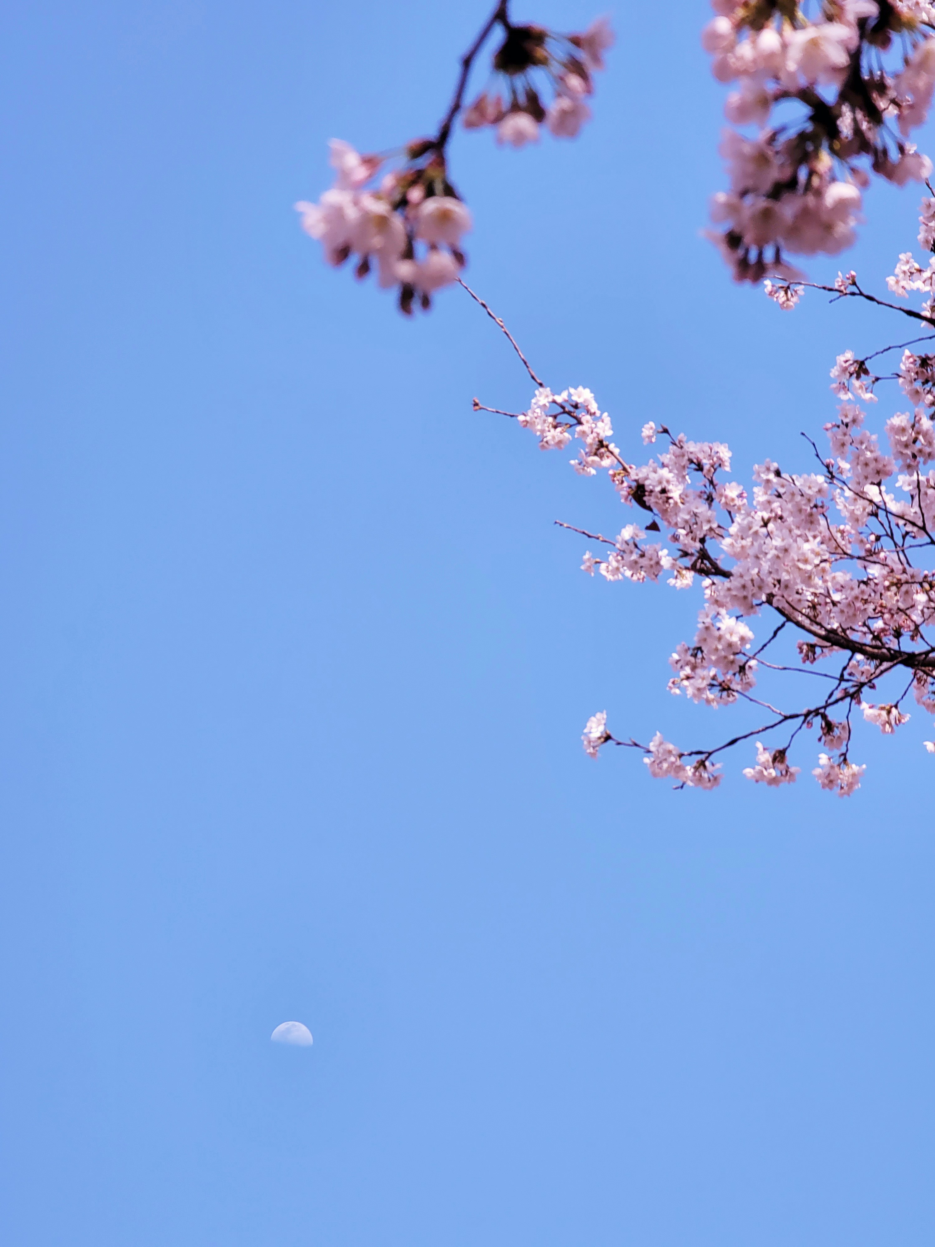 Cherry blossoms frame a serene sky with a crescent moon peeking through. The scene captures the tranquility of a spring day.