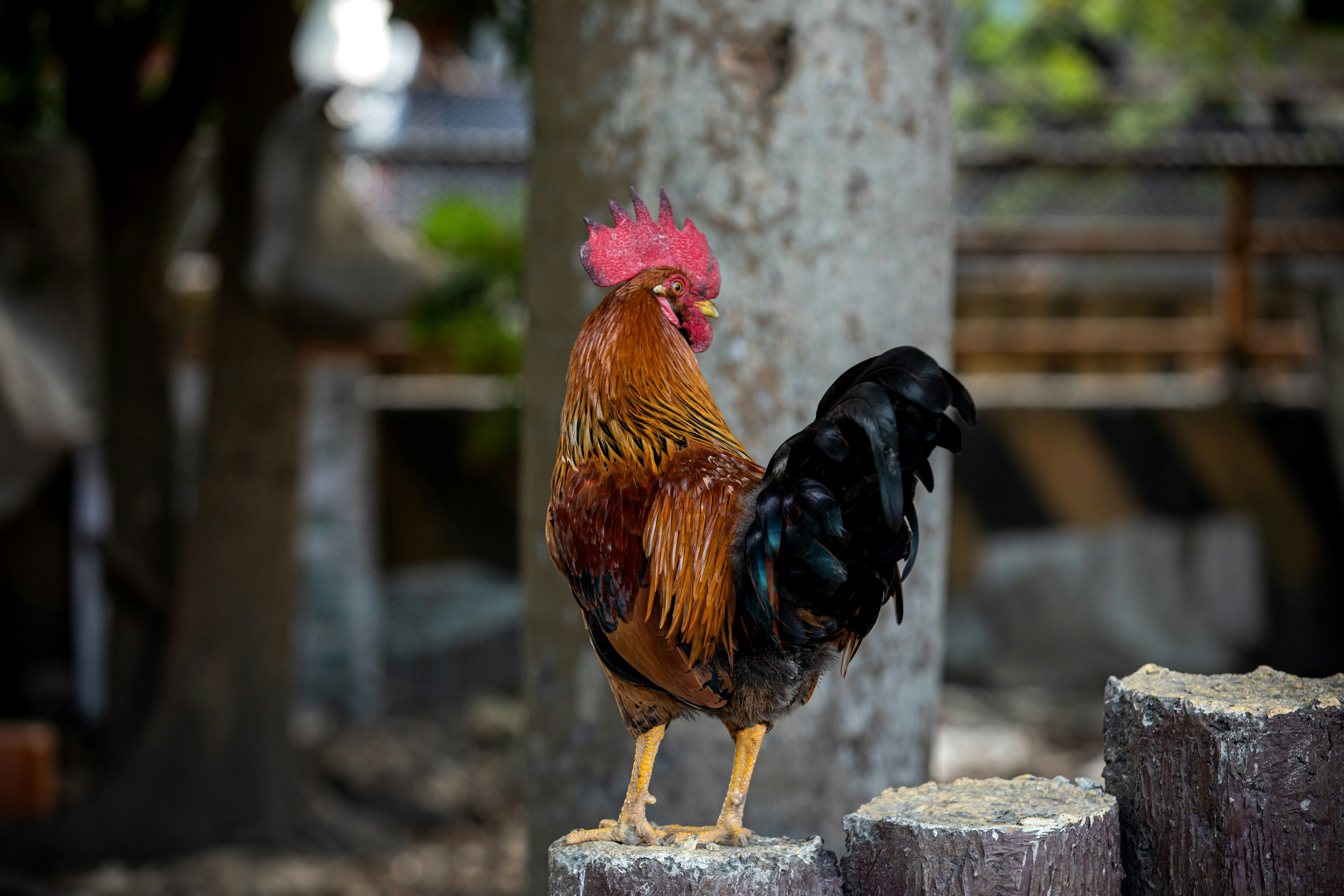 Chicken photo shot on Canon EOS 5D Mark IV
