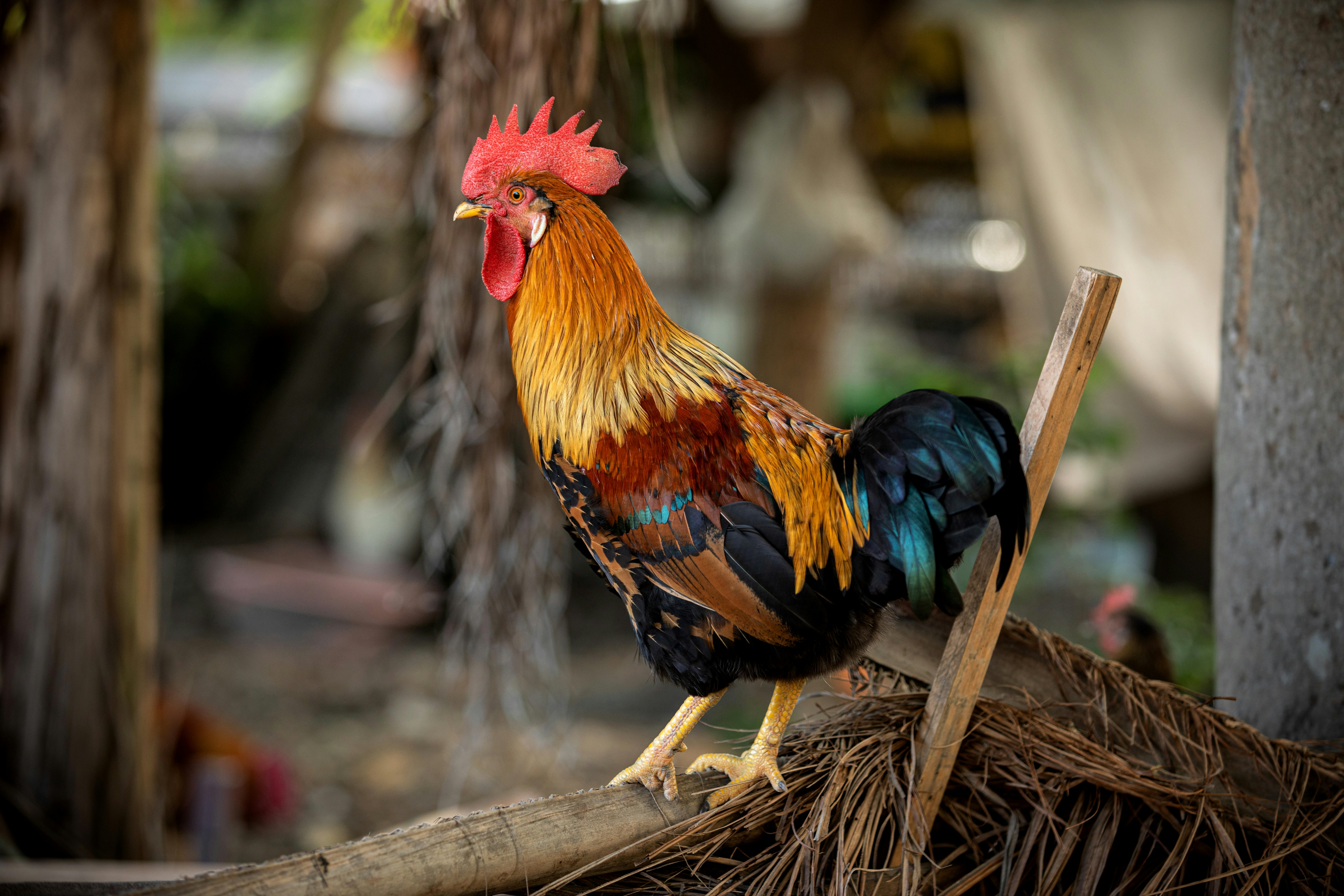 chicken