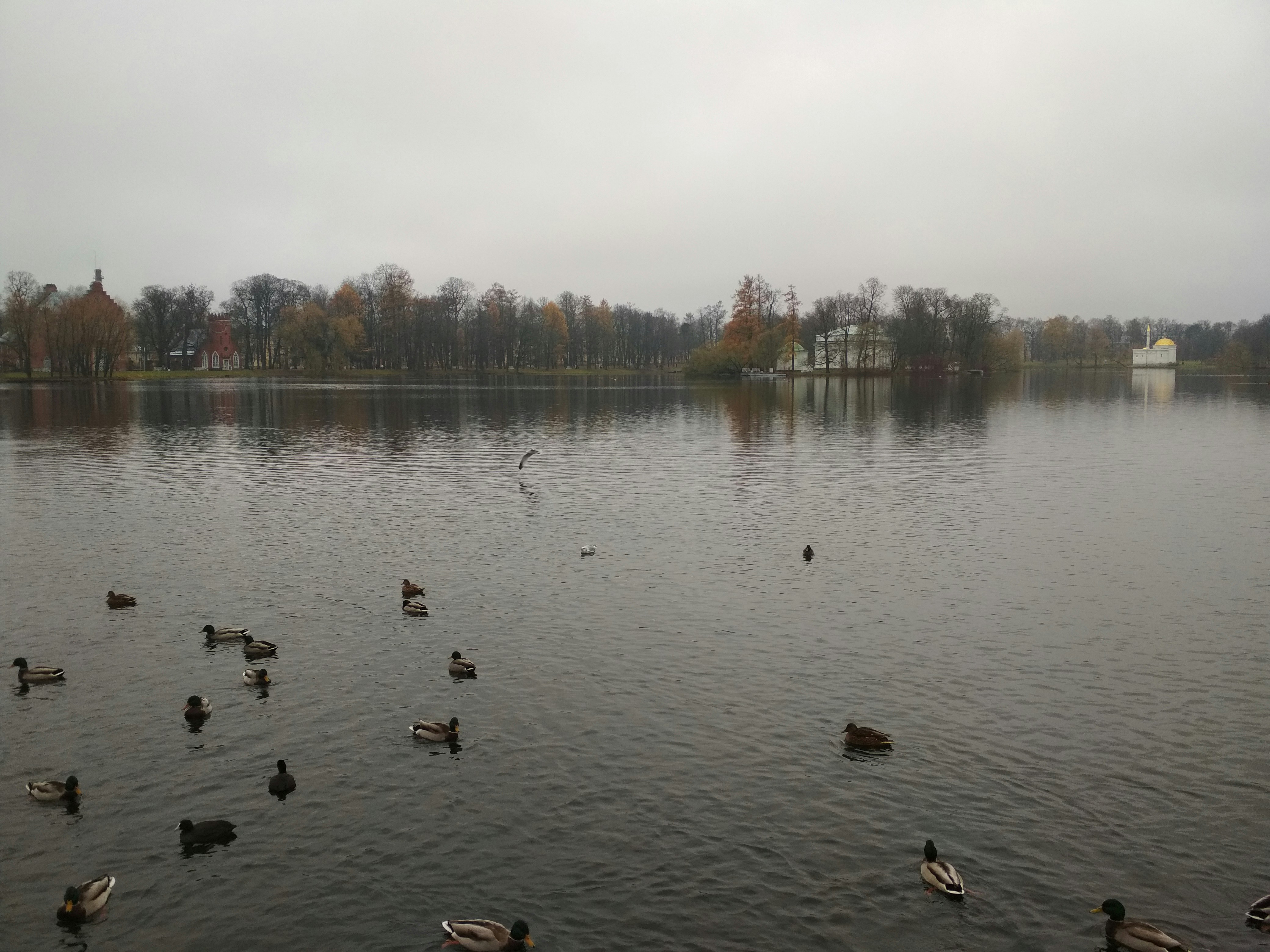 A group of ducks in a lake photo – Free Saint petersburg Image on Unsplash