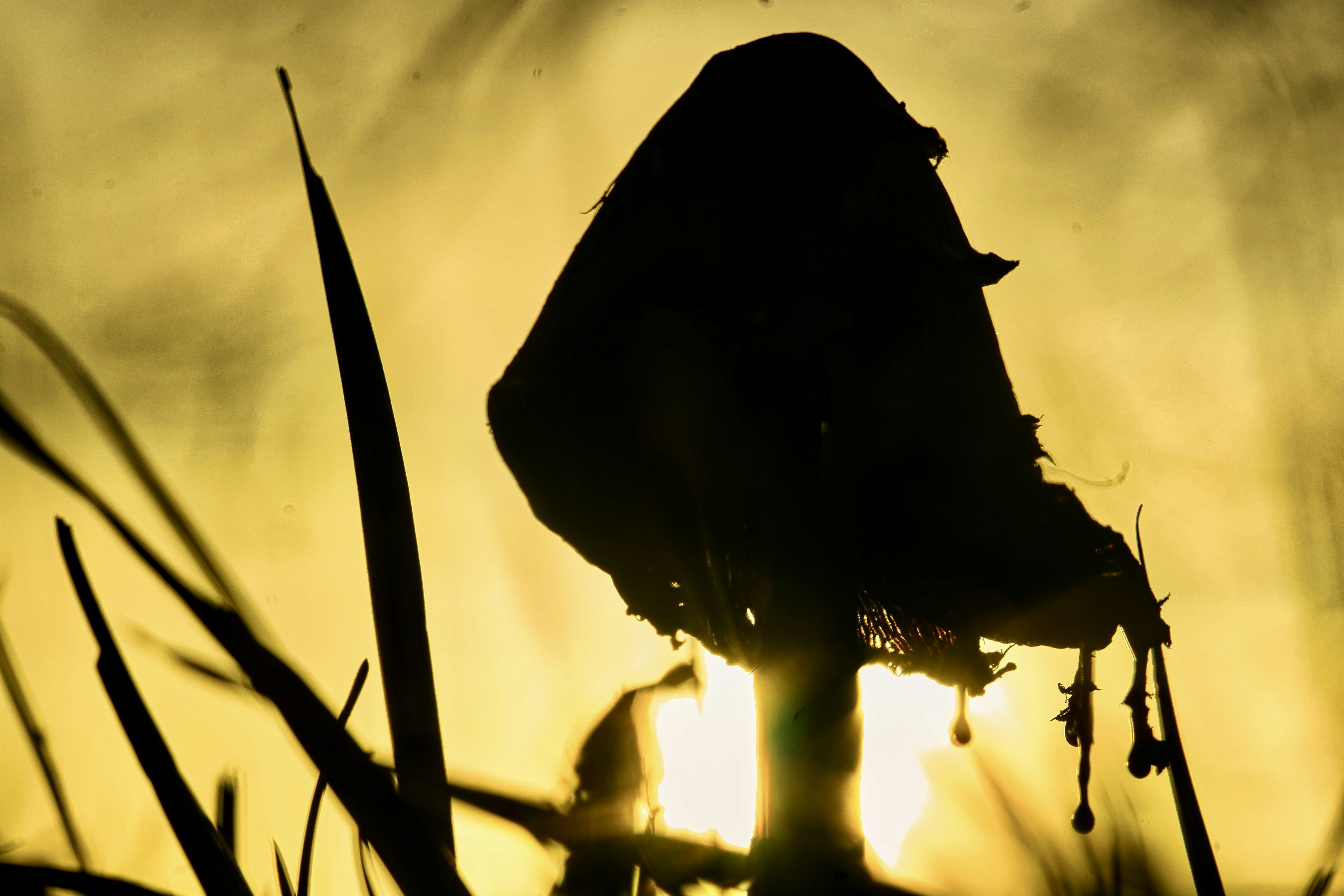 Dark silhouette of a mushroom against a glowing backdrop of sunlight filtered through grass. The image captures the essence of nature's hidden wonders.