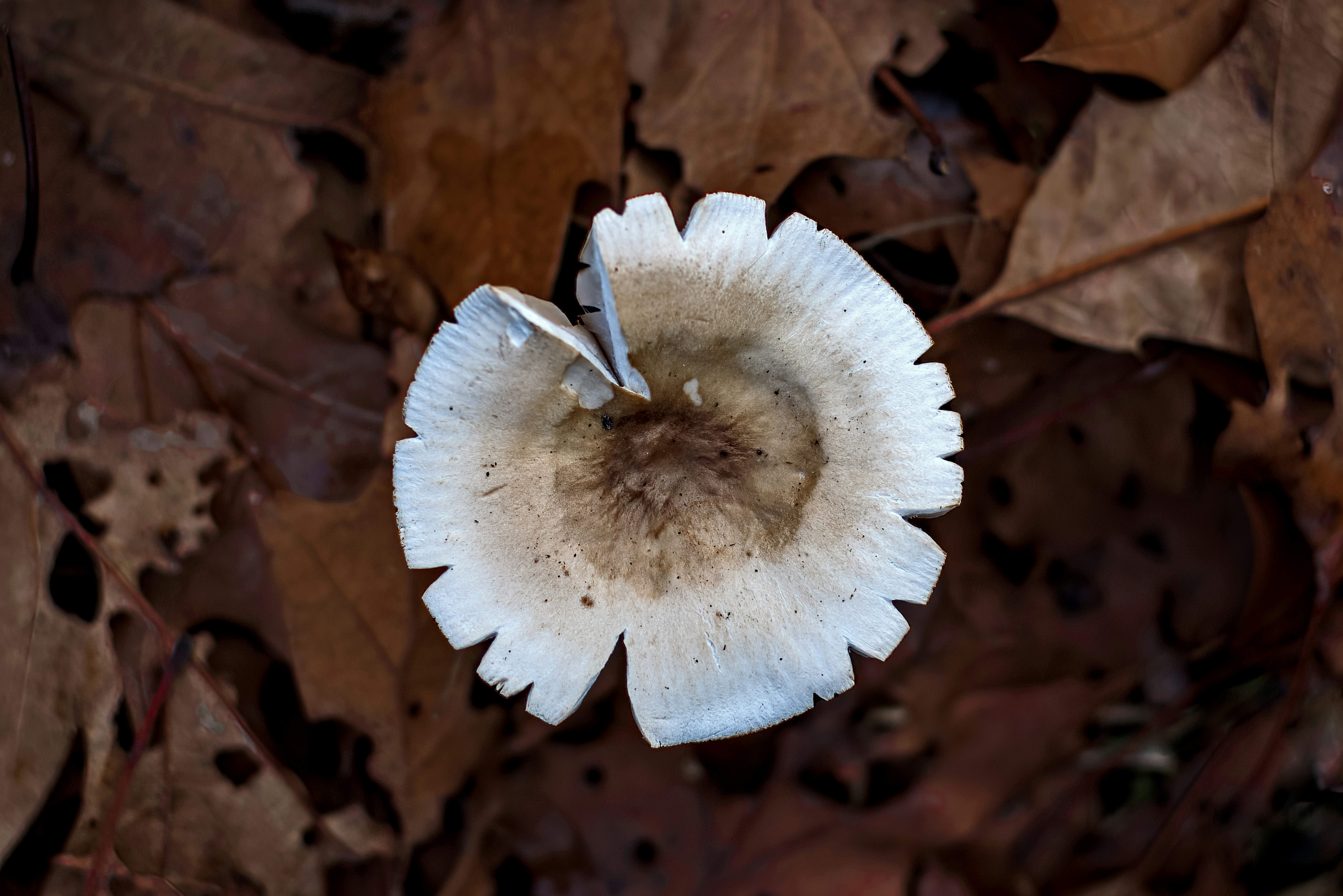 anemone shaped mushroom