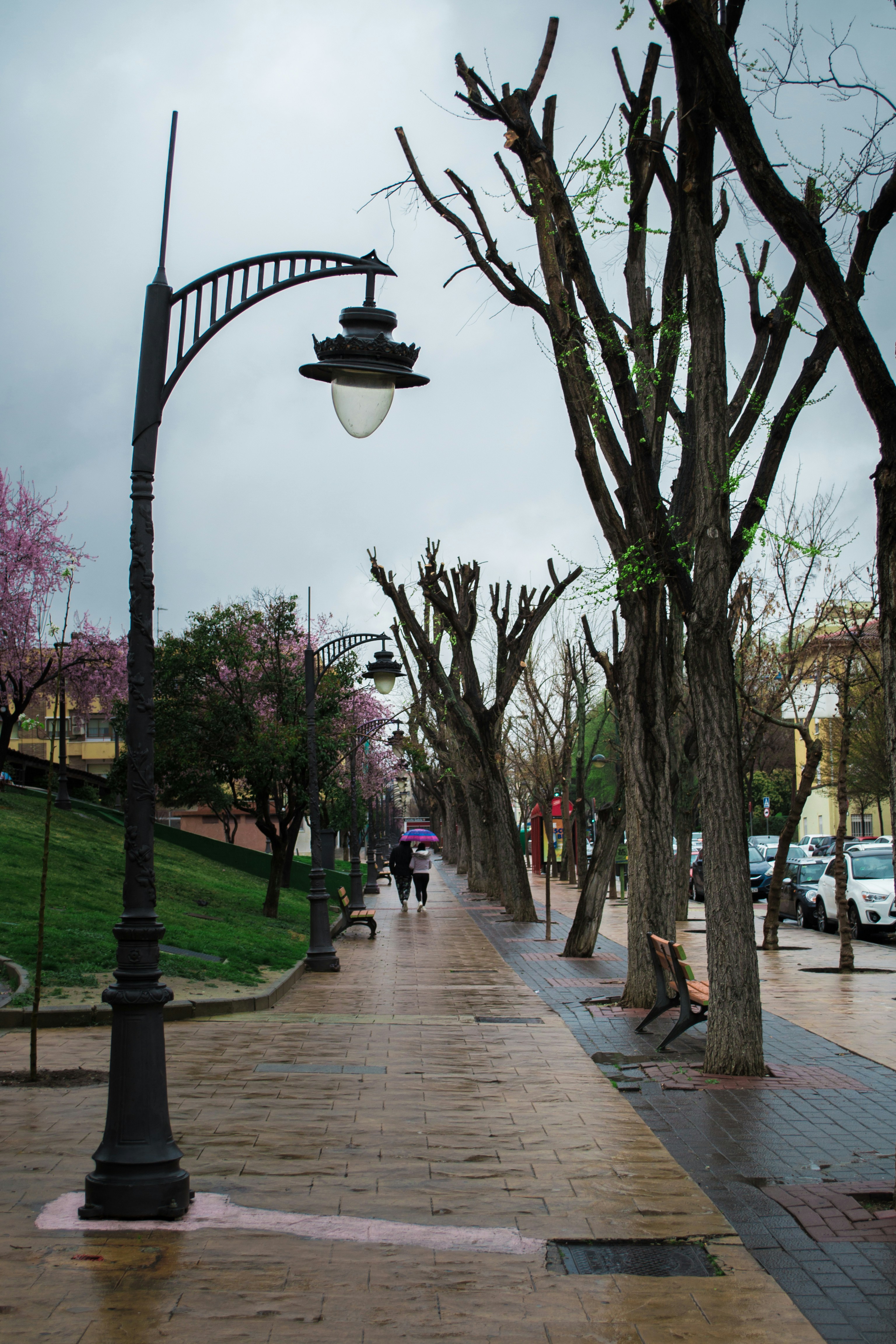 A sidewalk with trees and a lamp post photo – Free Path Image on Unsplash