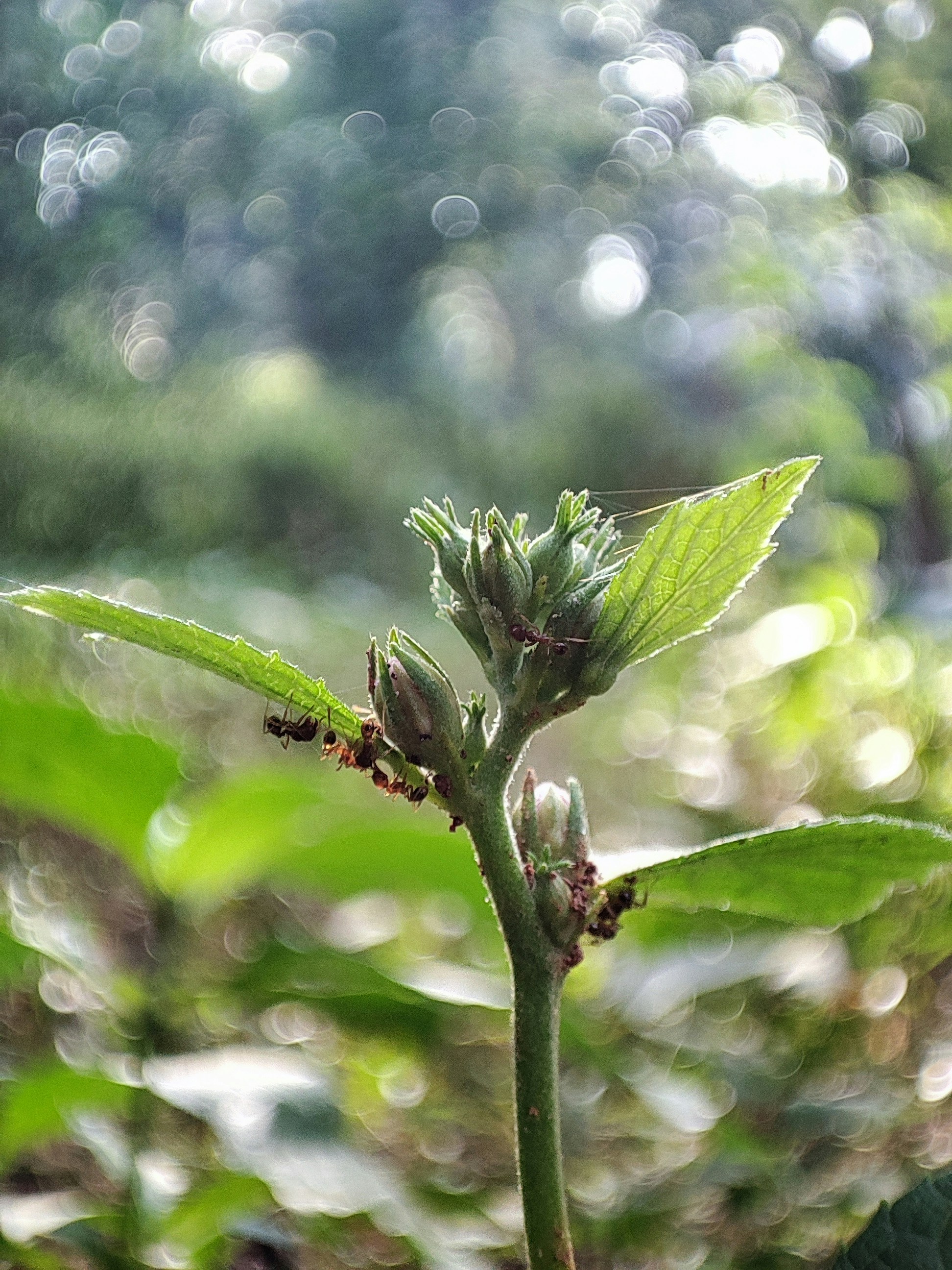 Close-up of a budding plant with ants exploring its leaves, set against a softly blurred green background. The image highlights the delicate relationship between flora and fauna.