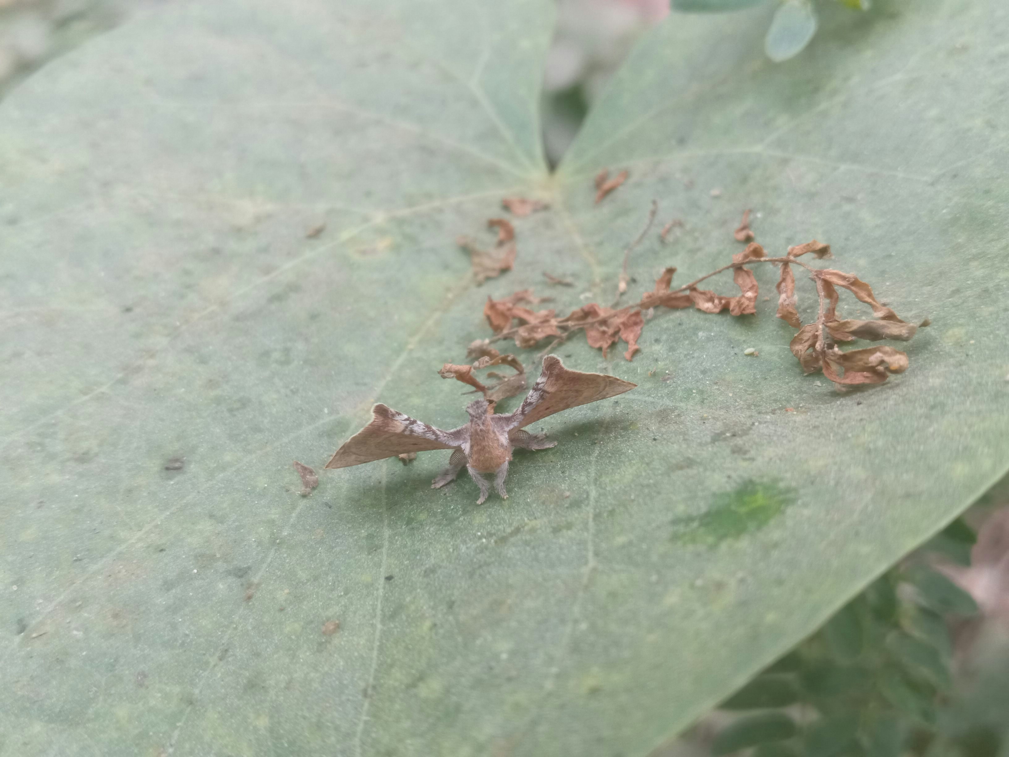Close-up photograph showing a camouflaged brown moth perched on a textured green leaf.
