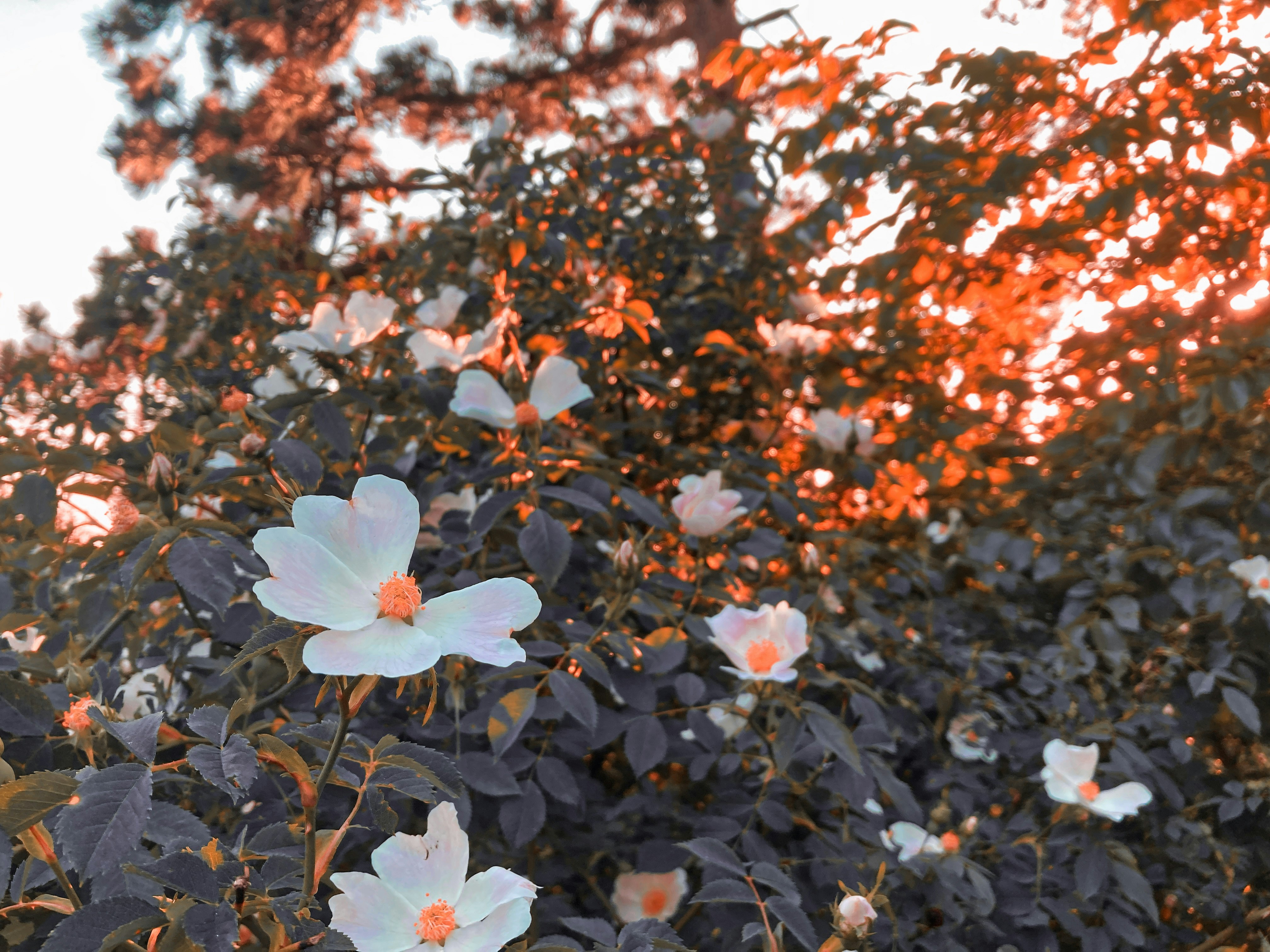 Dusk-Warmed White Blooms in a Coppery Garden