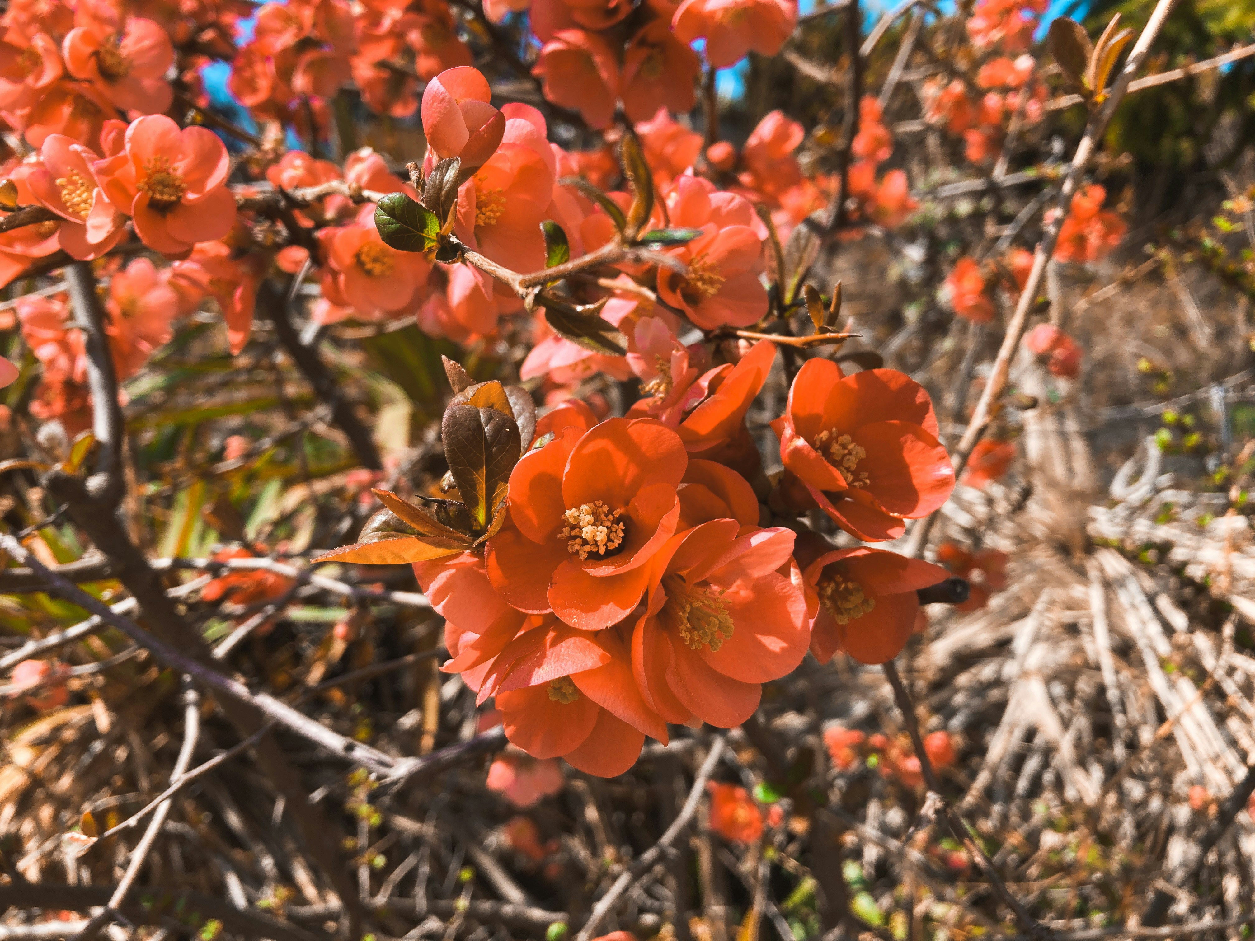 a close up of some flowers
