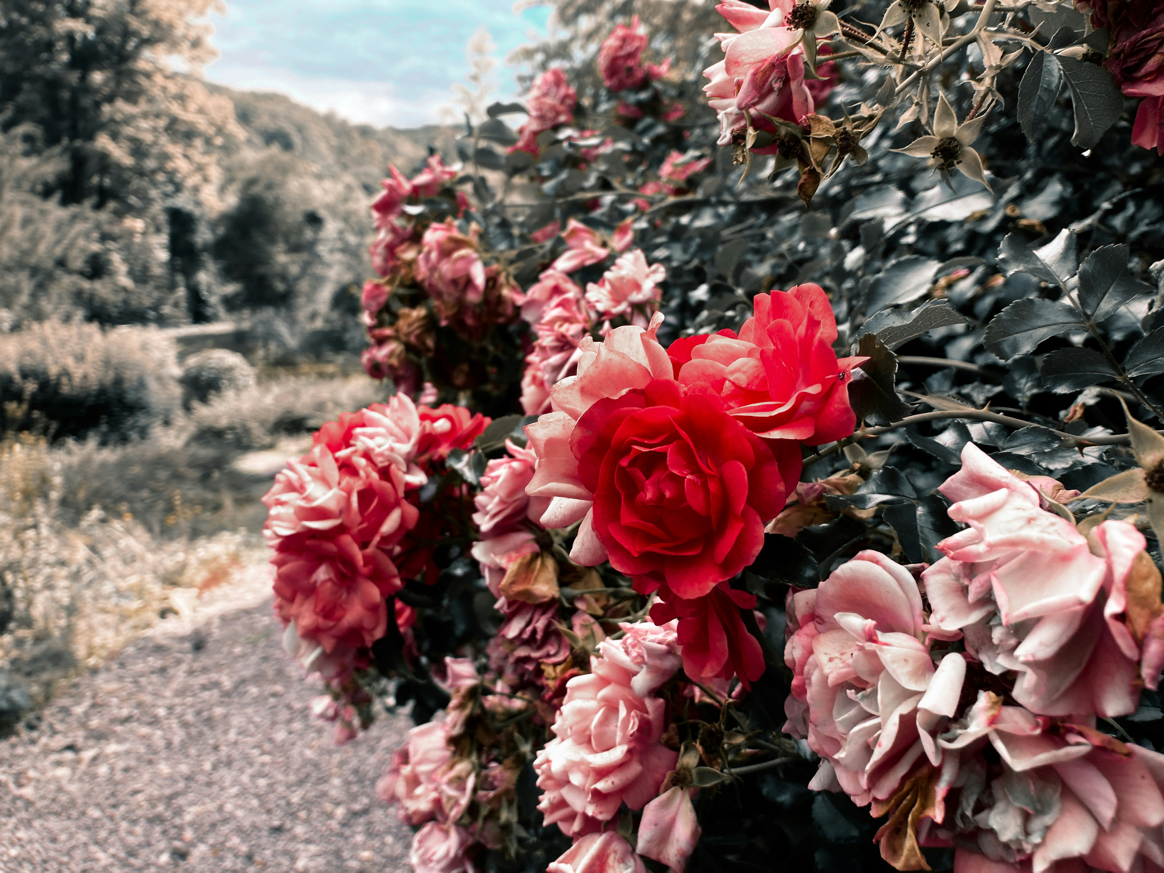 Rosy Cascade: A Burst of Velvet Petals Along a Sunlit Path