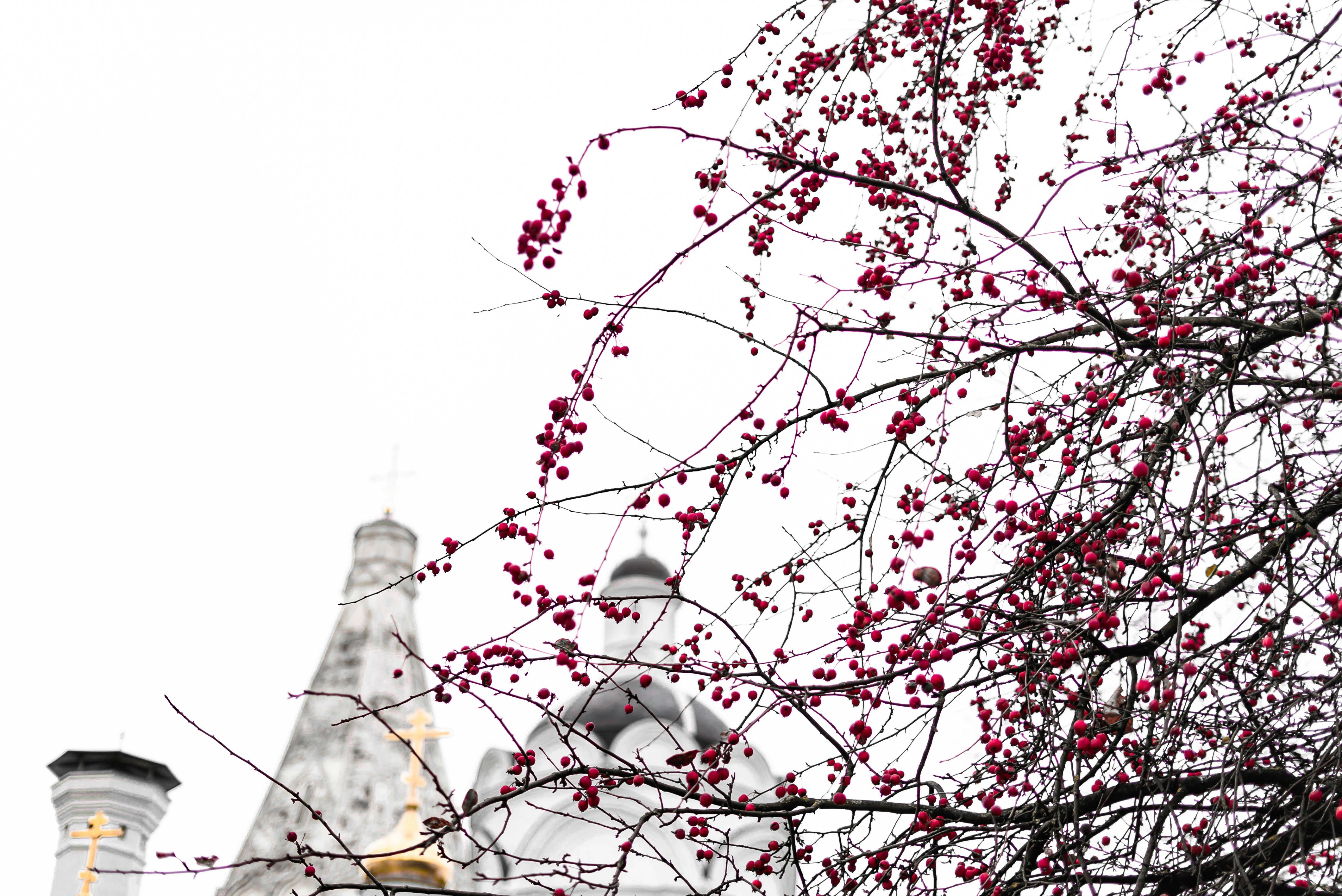 PhotoTest #10 Camera: Sony ILCE A7s Lens: Sony FE 50mm f/1.8 Location: Russia, Moscow. Date: 05.11.22