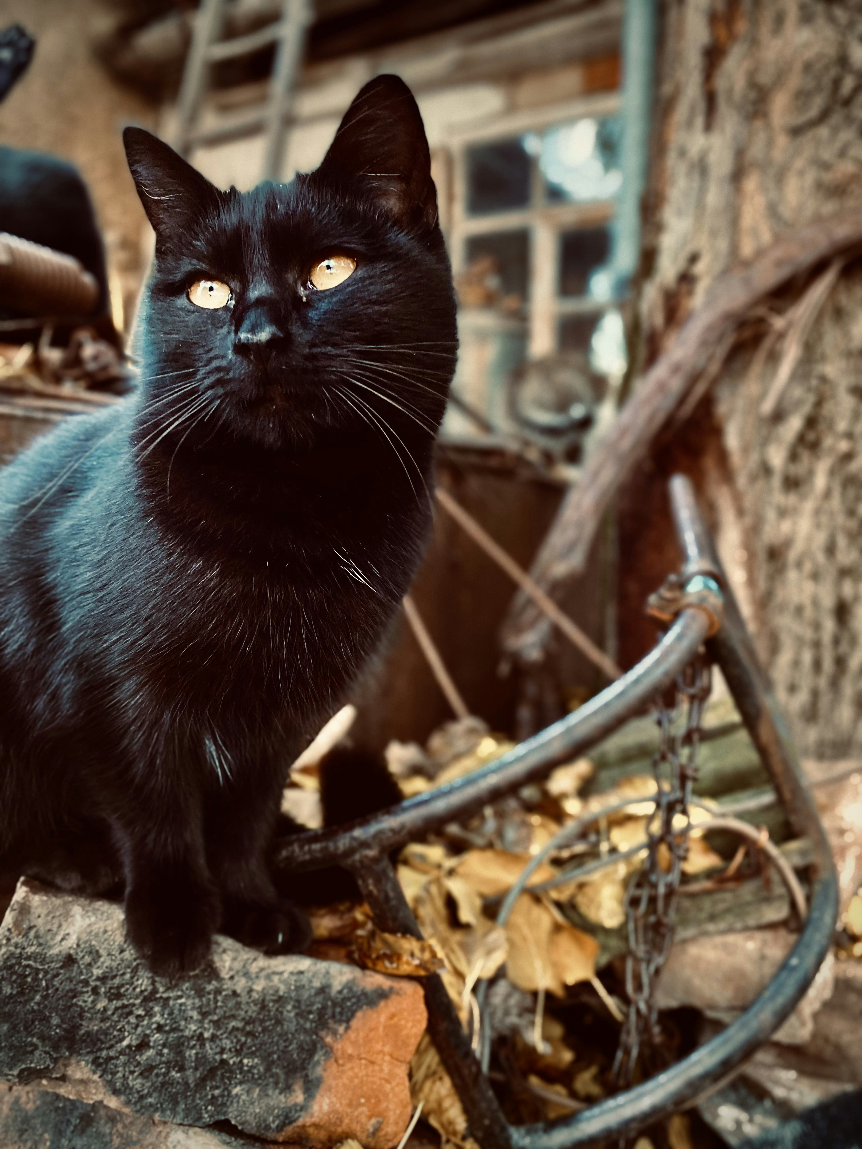 Black Cat on a Weathered Stair Amid Leaves and Wires