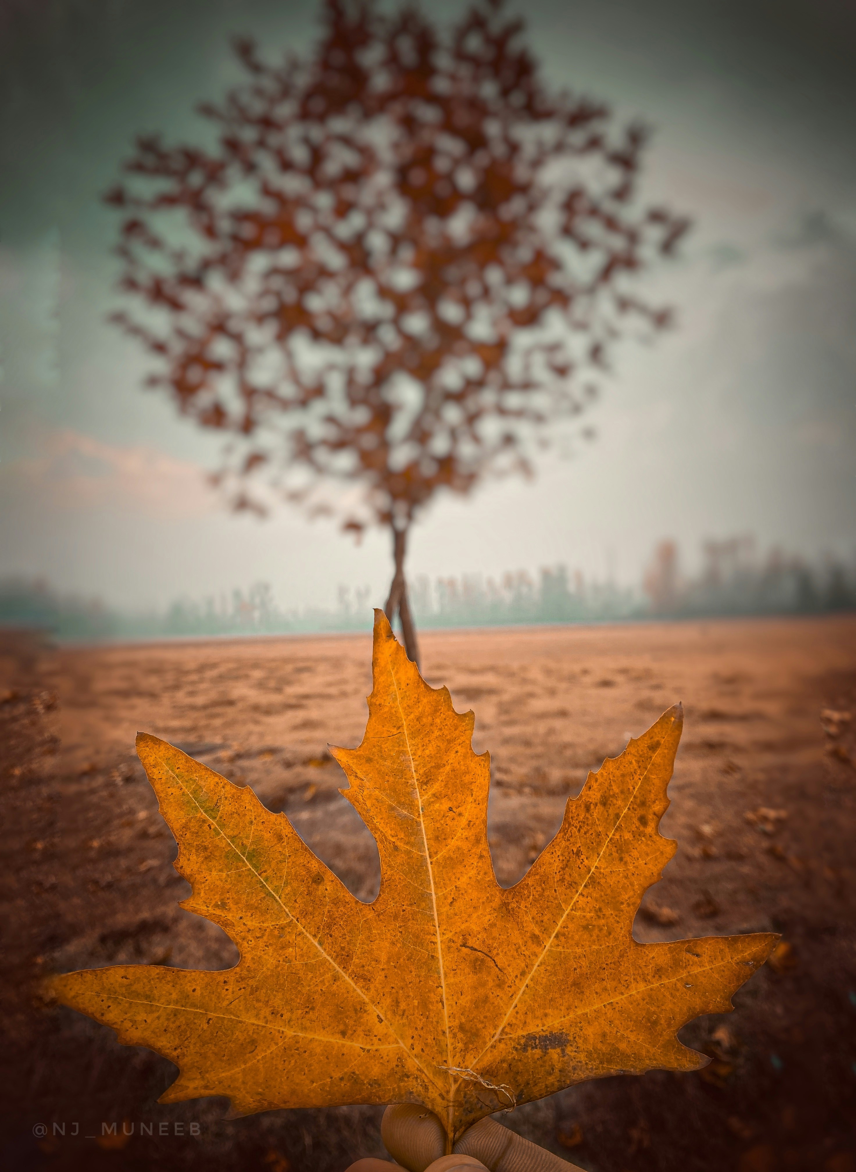 Autumn Leaf in Focus: Up-Close Portrait of a Golden Maple