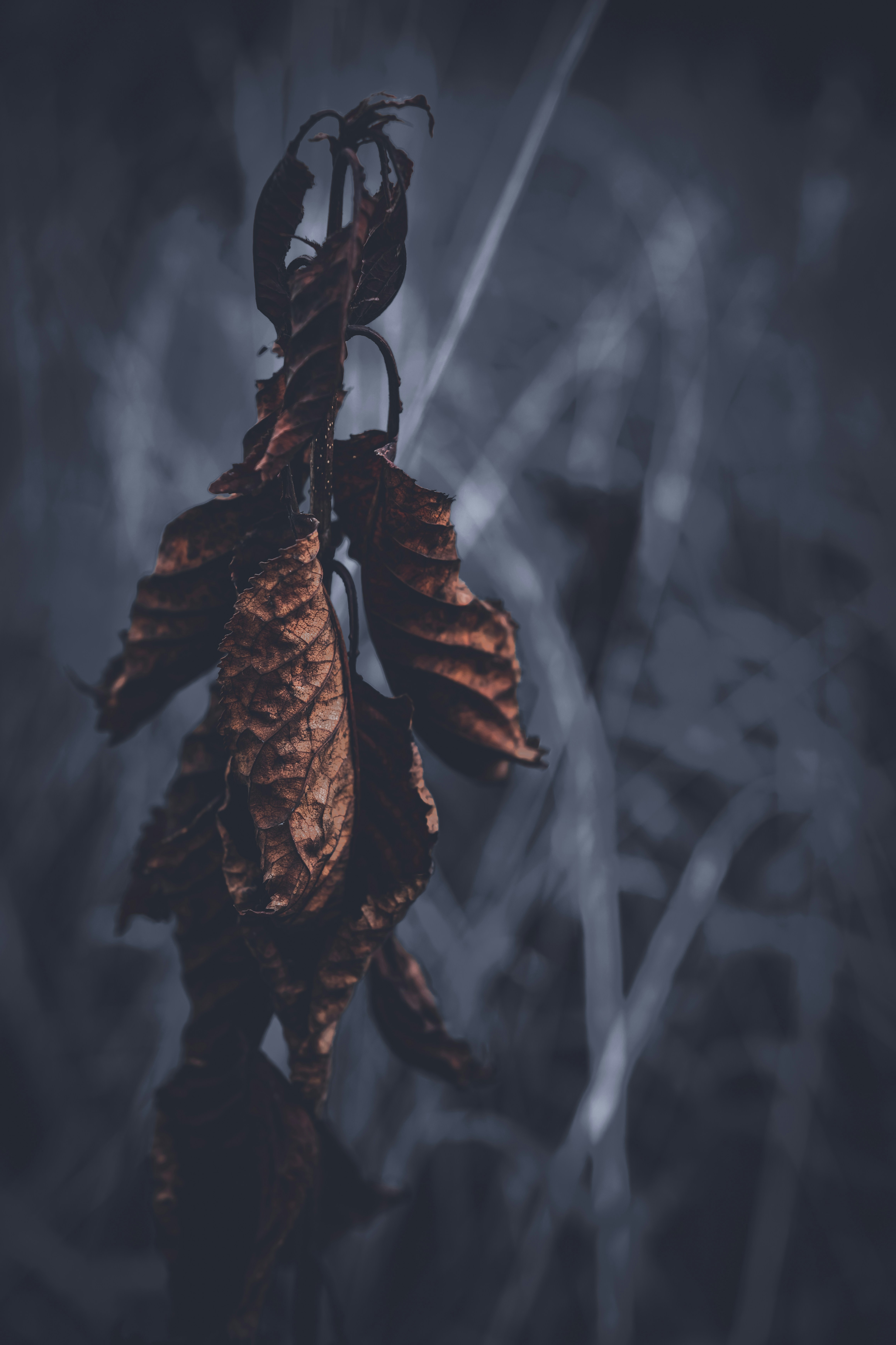 Withered Leaf Anchored Against Velvet Blue