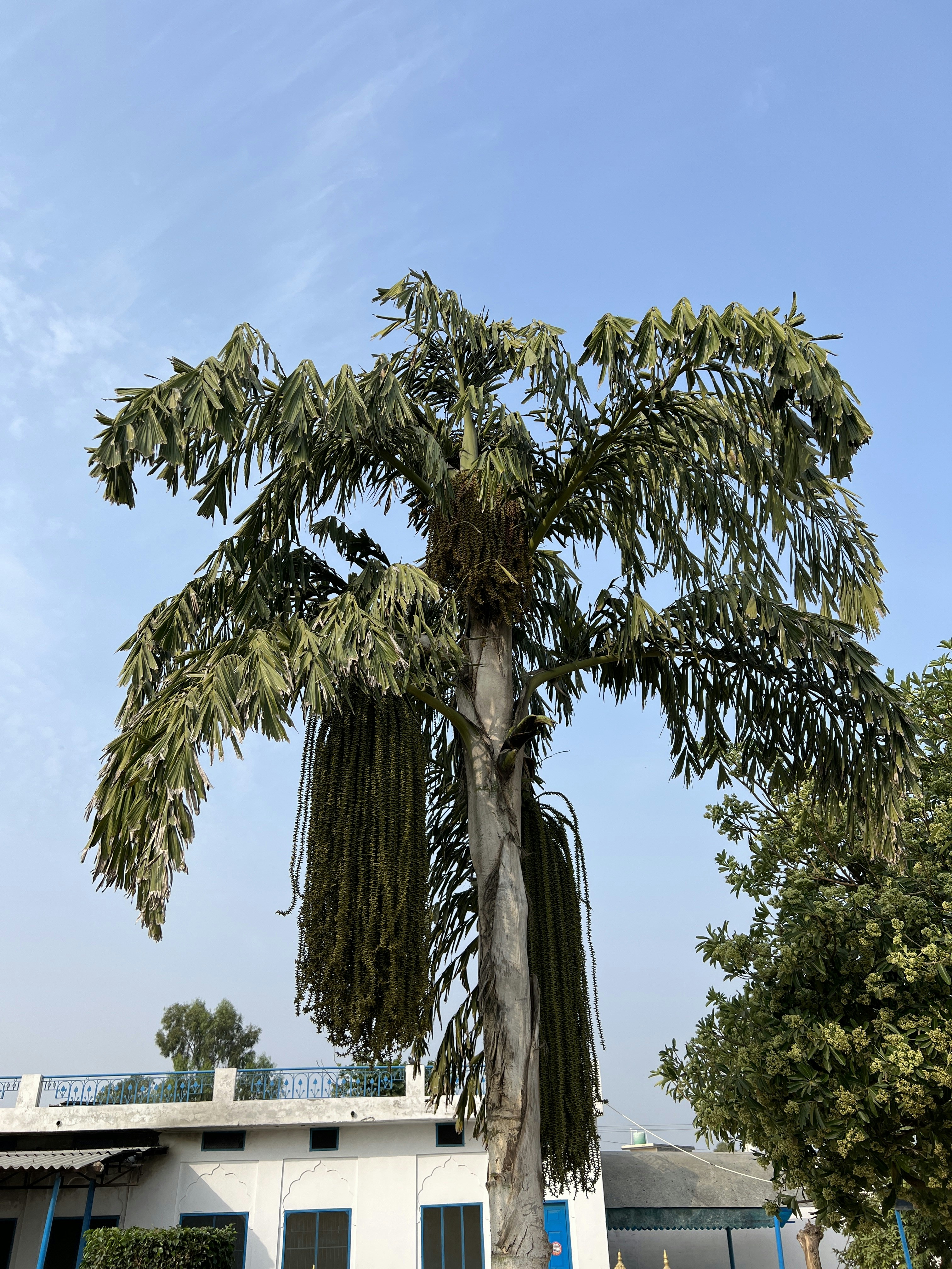 a palm tree in front of a building