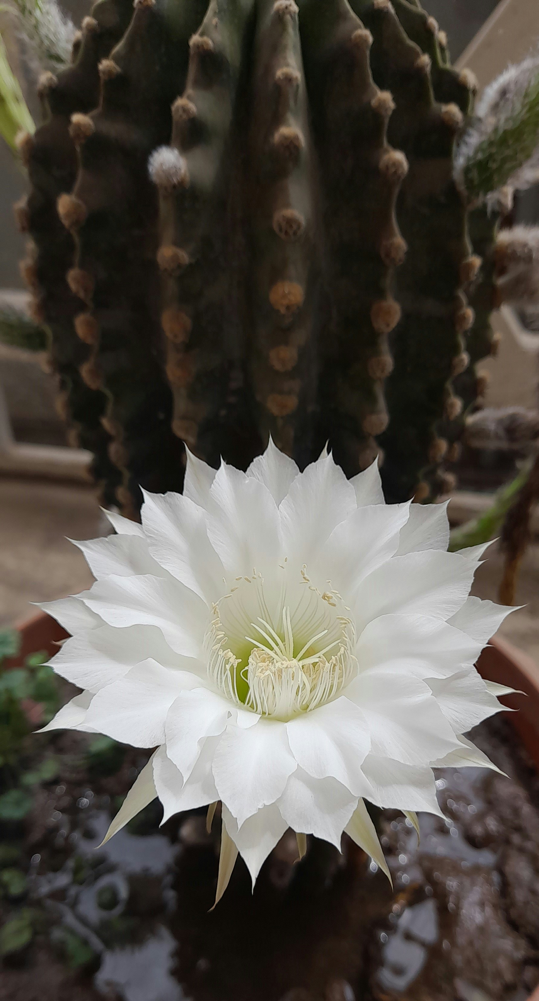A striking white cactus flower unfurls in front of a textured cactus backdrop, showcasing its intricate petals and vibrant interior. The composition highlights the delicate beauty of desert flora.