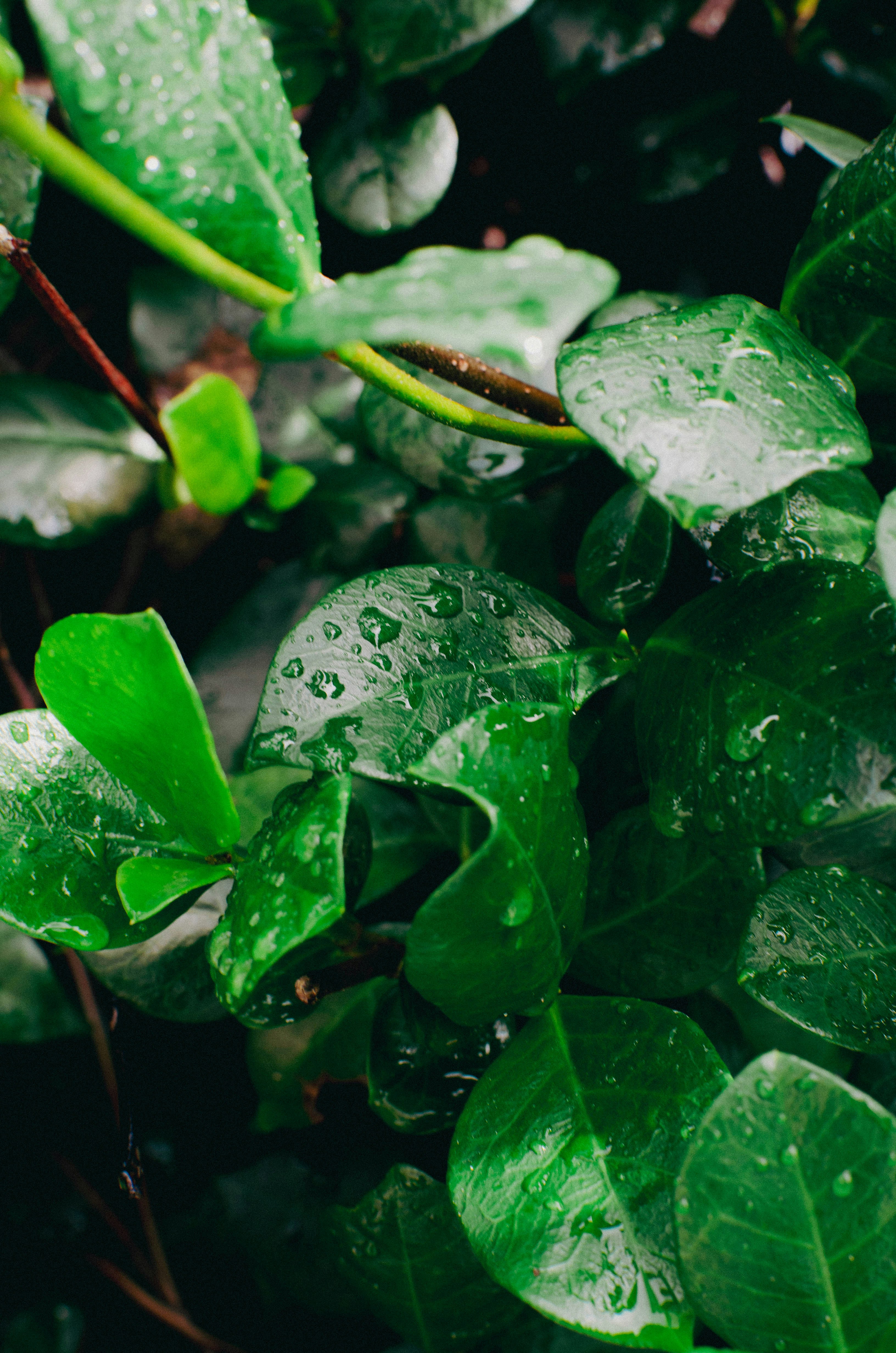 Dew-Kissed Emerald Canopy: A Macro Study of Wet Leaves