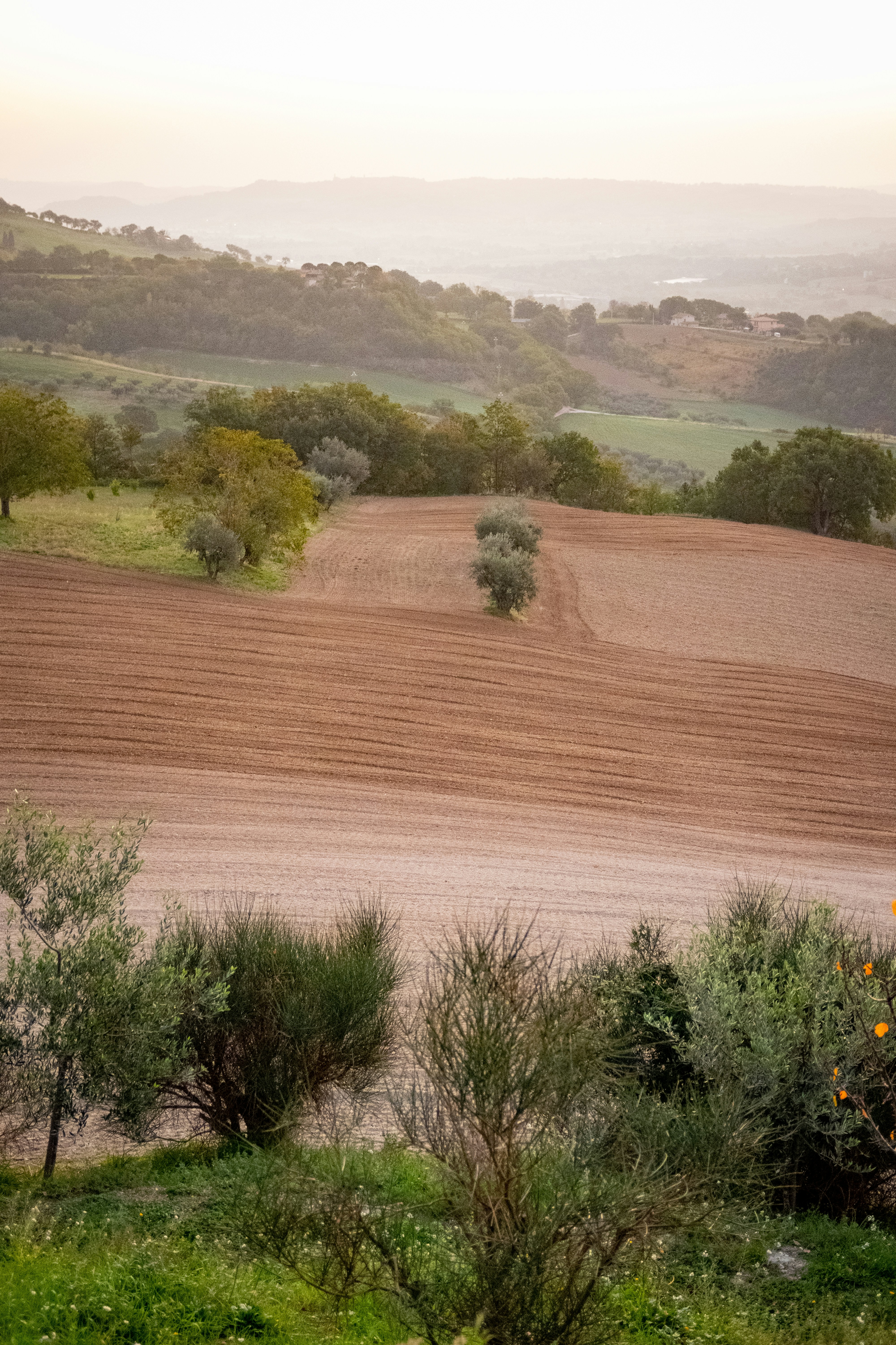 Lone Tree Among Gentle Furrows at Dusk