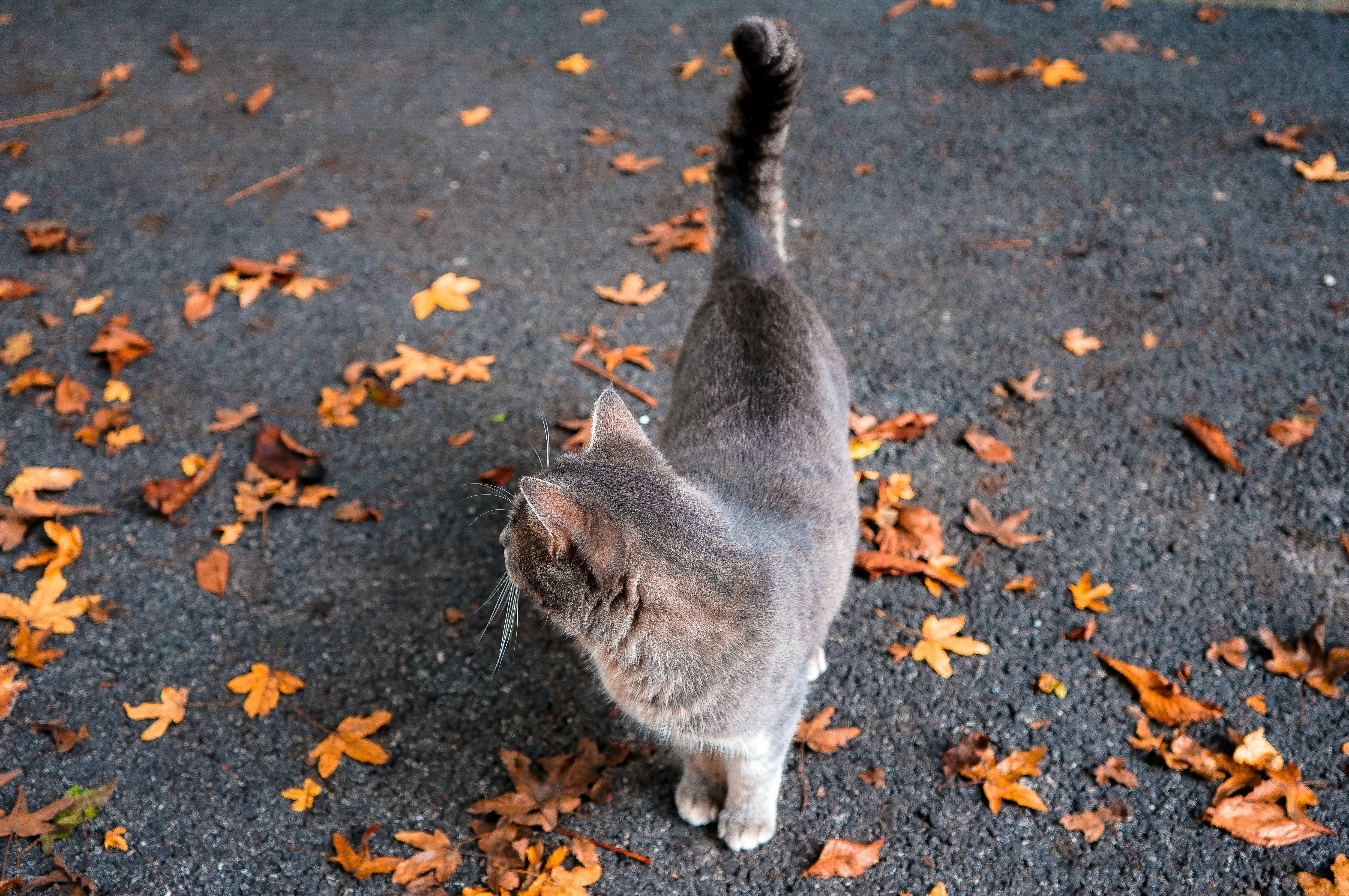 Un couple de chats par terre photo – Image gratuite de Automne sur Unsplash