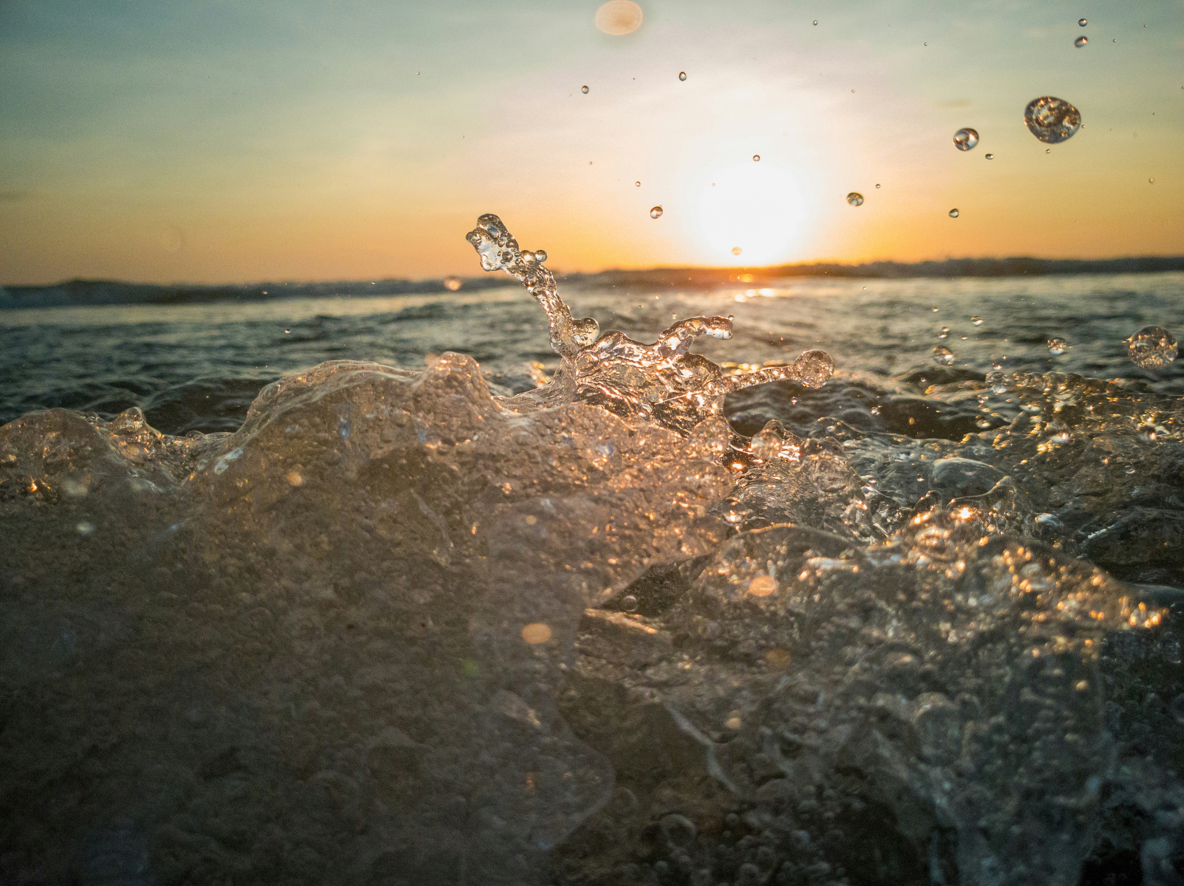 A sea creature in the water photo – Free Water Image on Unsplash