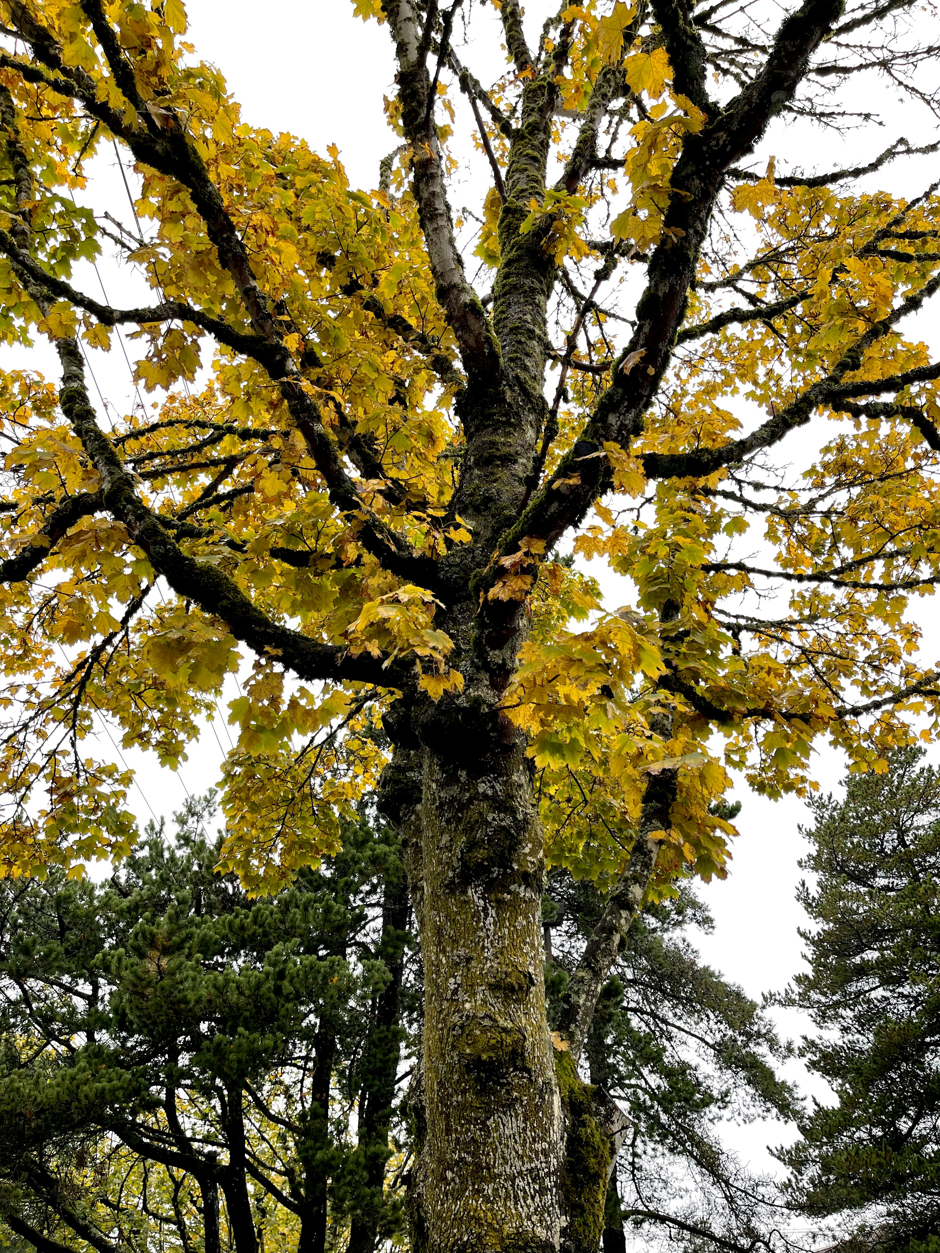 A tree with yellow leaves photo – Free Pine trees Image on Unsplash