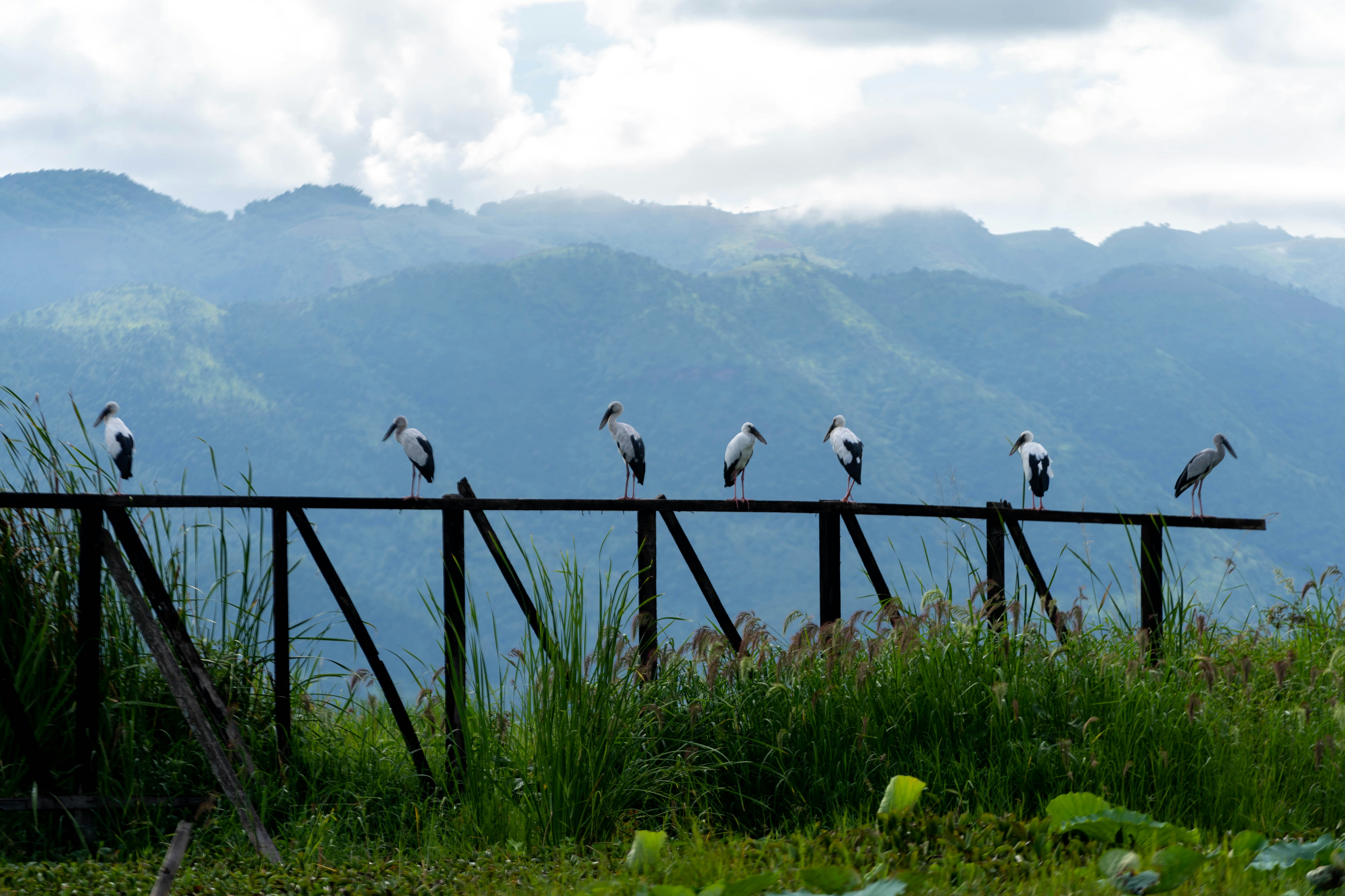 Line of Silent Guardians on a Mountain Rail