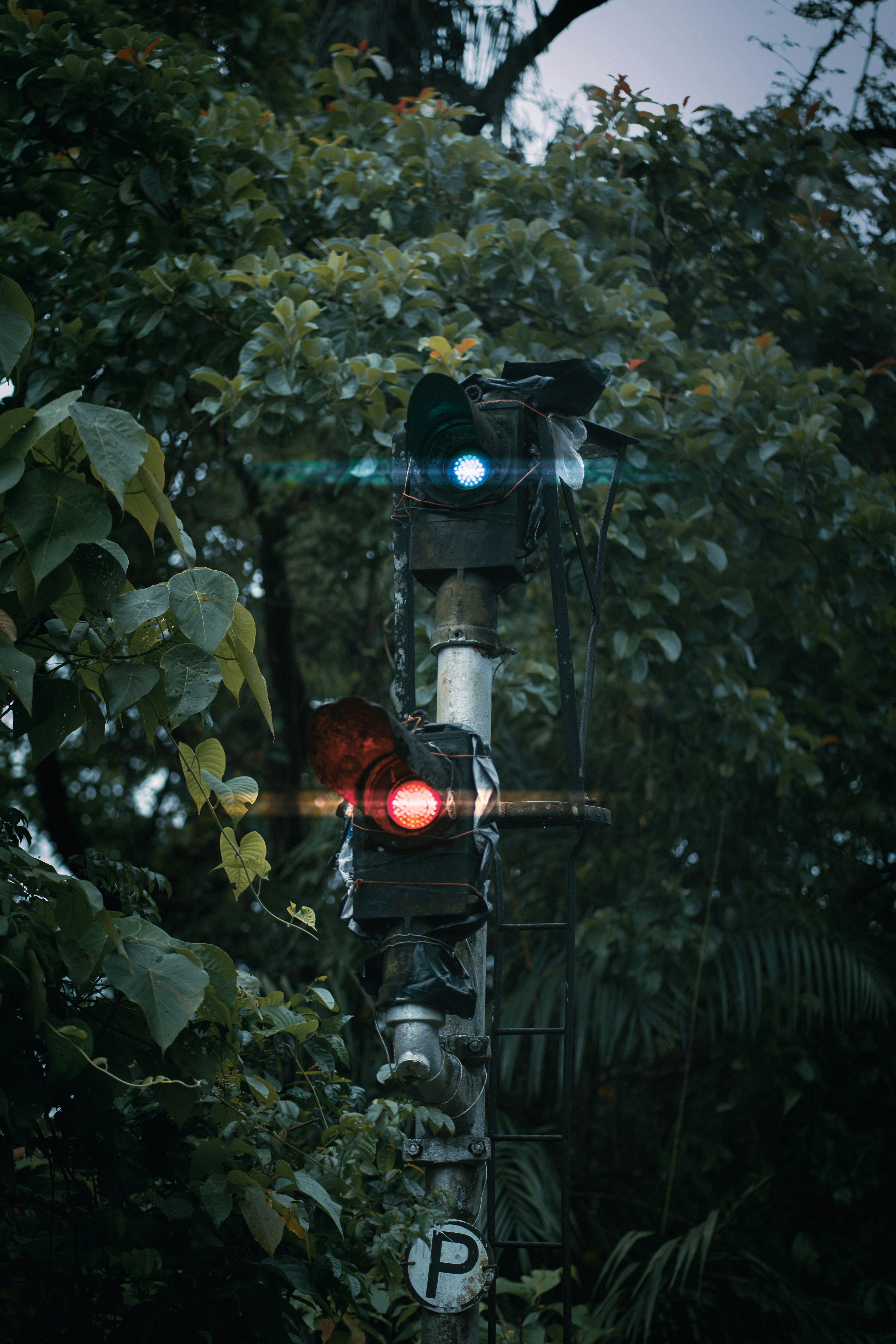 Blue Light Through the Green Thicket: A Weathered Signal Reclaimed by Vines