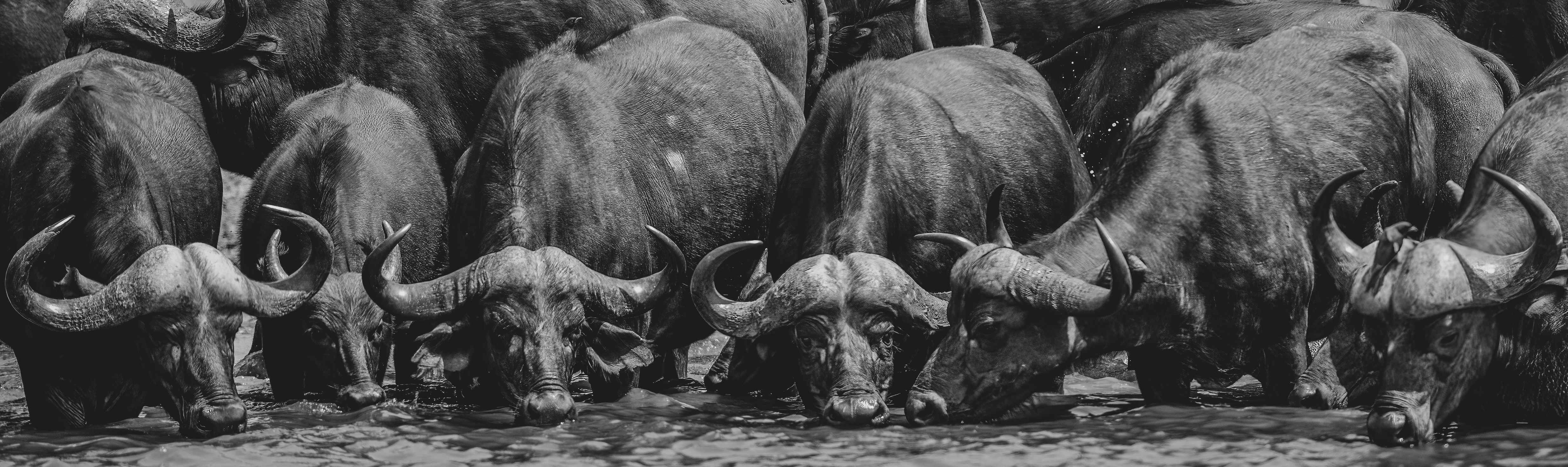 A group of buffalo in a river photo – Free Herd Image on Unsplash