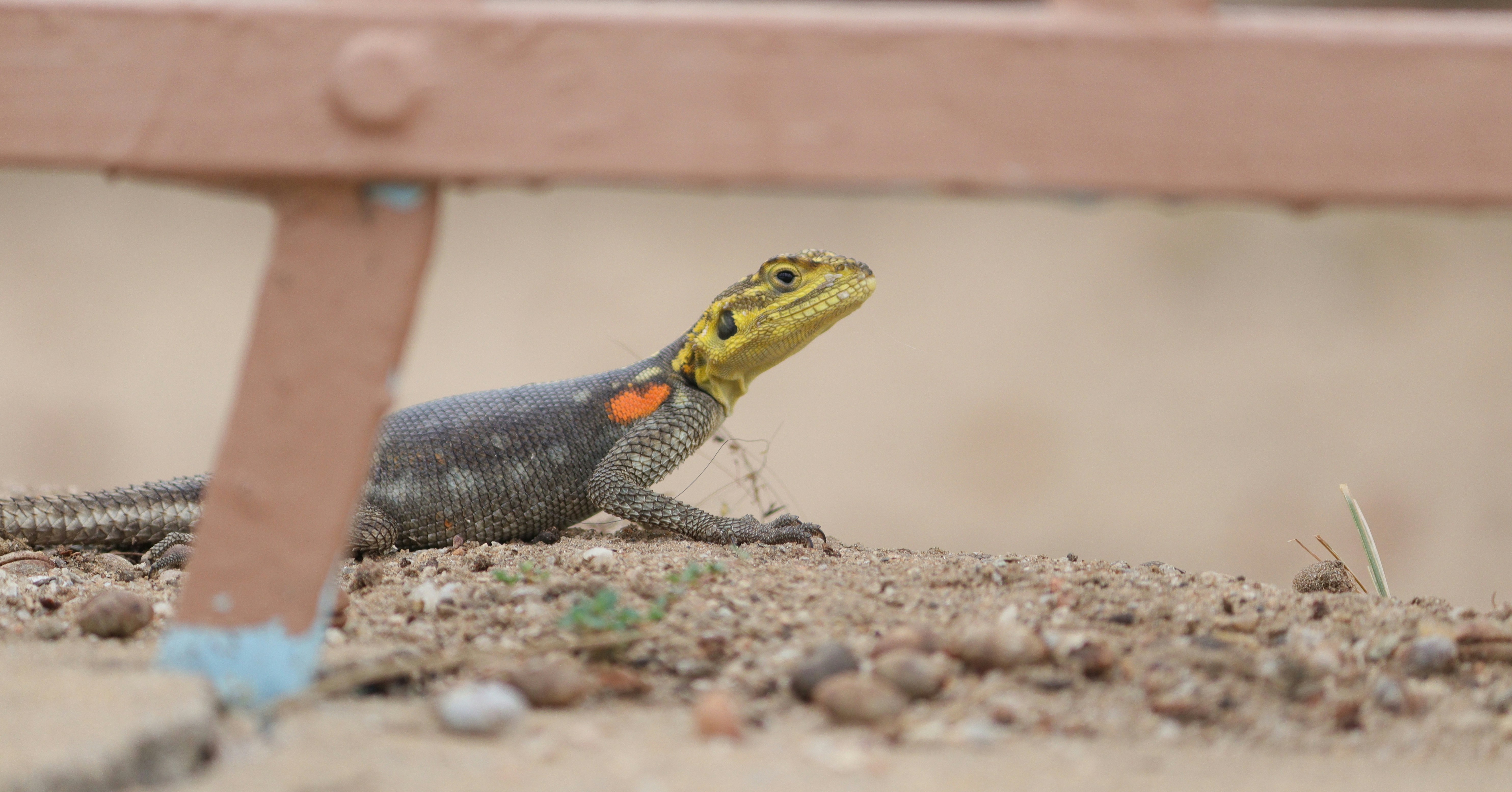 Peeking from the Dust: Yellow-Headed Skink under a Rustic Bench