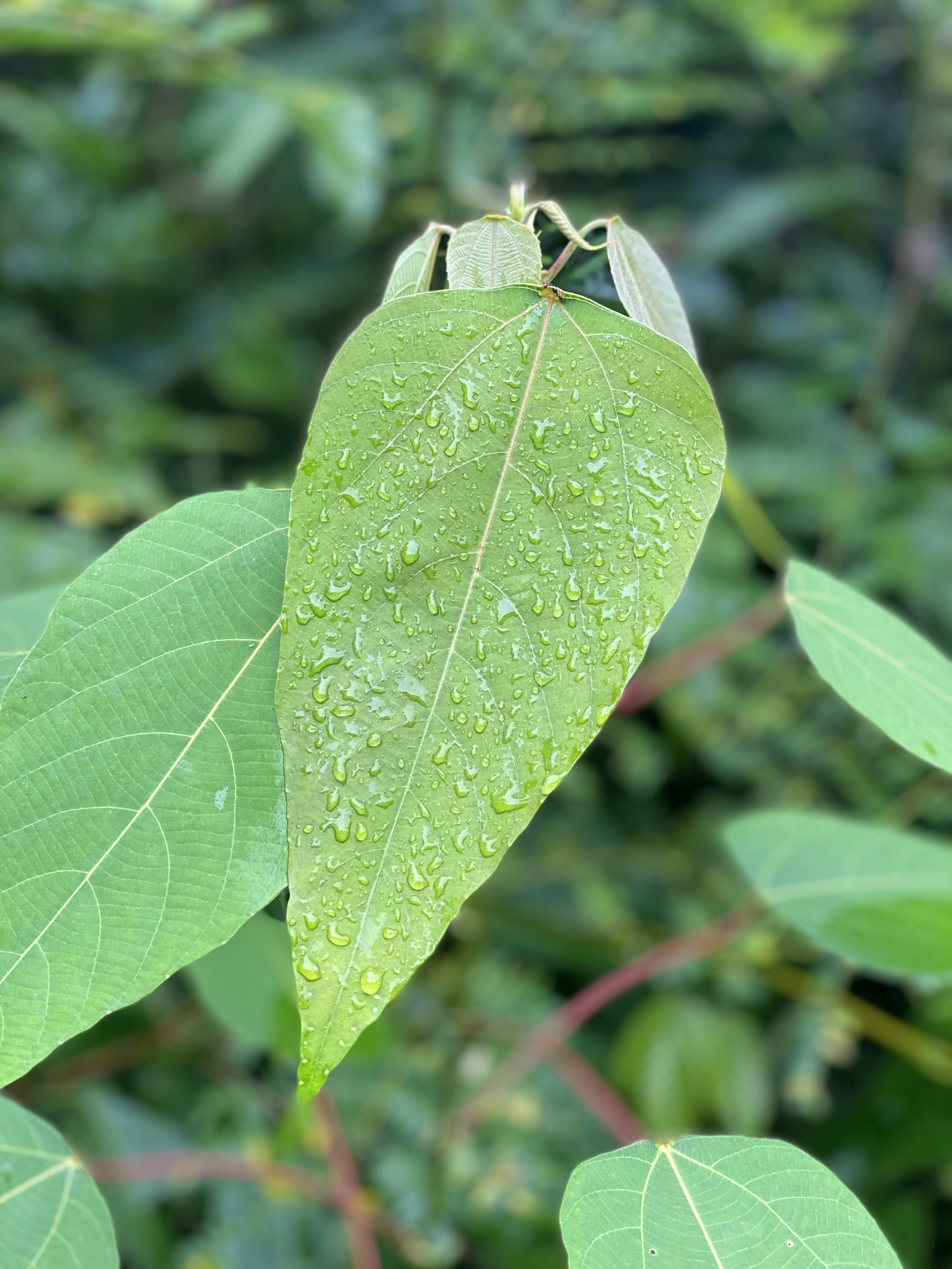 Rain drops