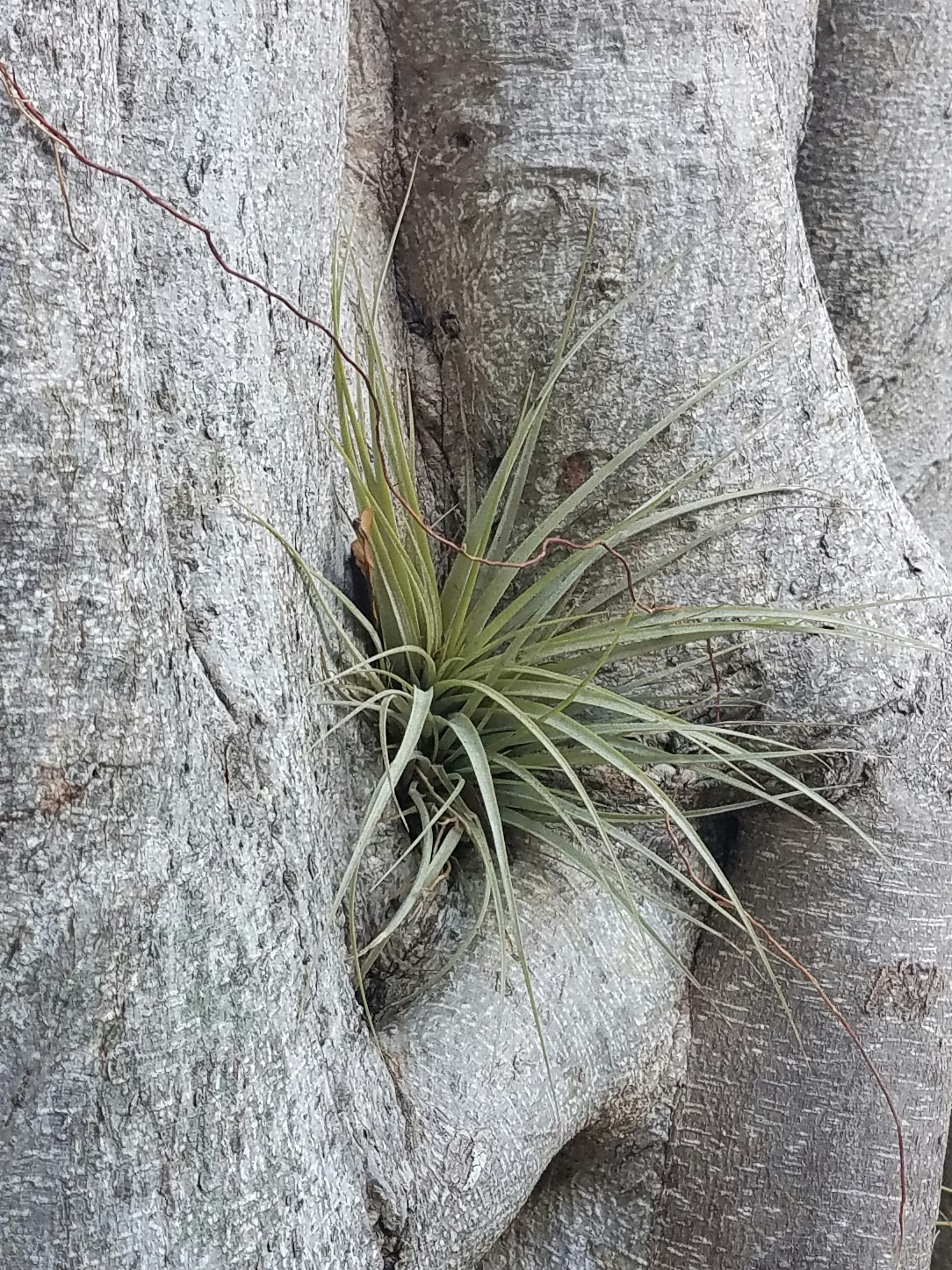 Air plant thriving in the crevice of a tree trunk, showcasing the harmony between flora and bark. 