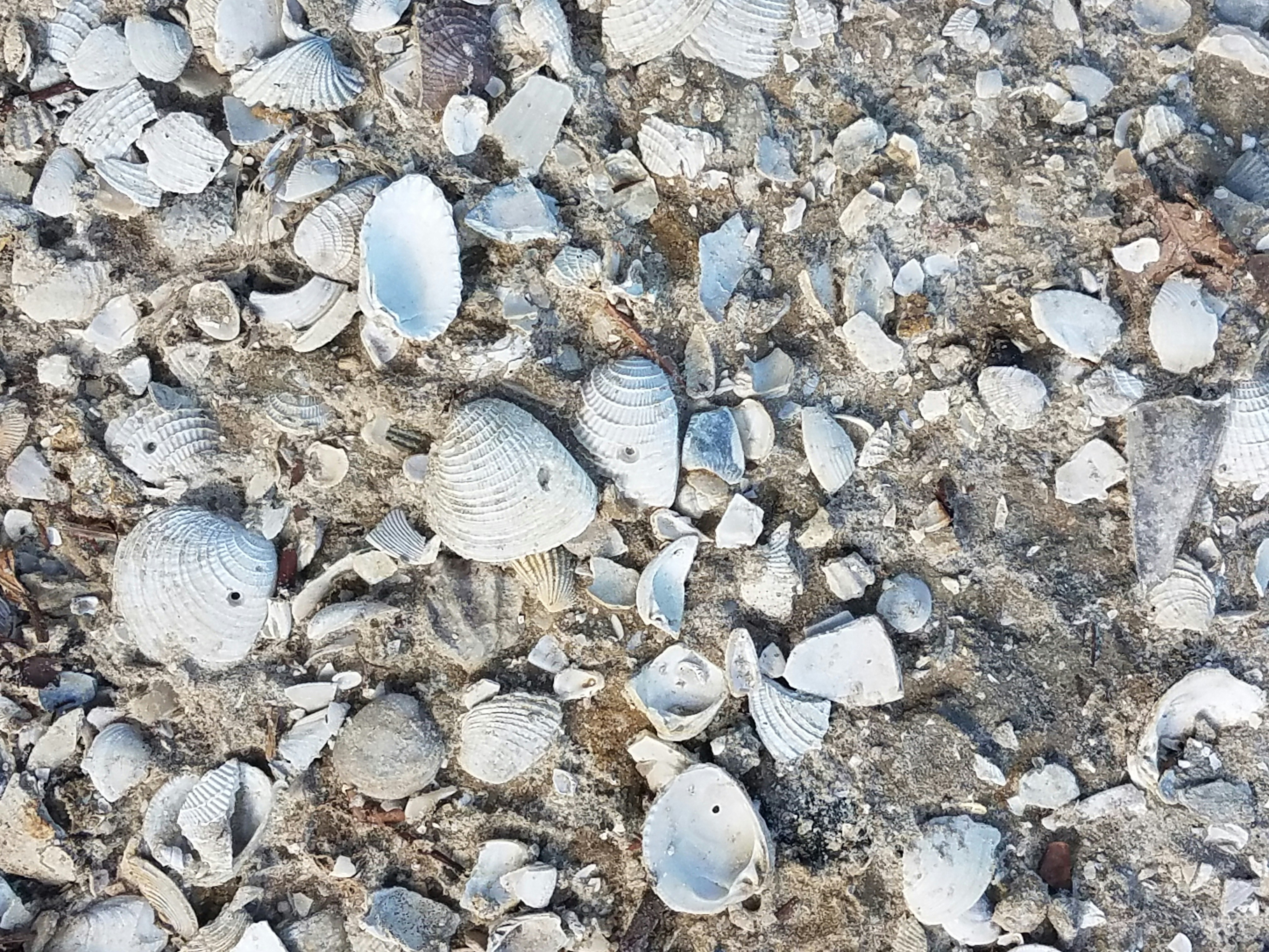 A group of shells on a beach photo – Free Wallpaper 4k Image on Unsplash